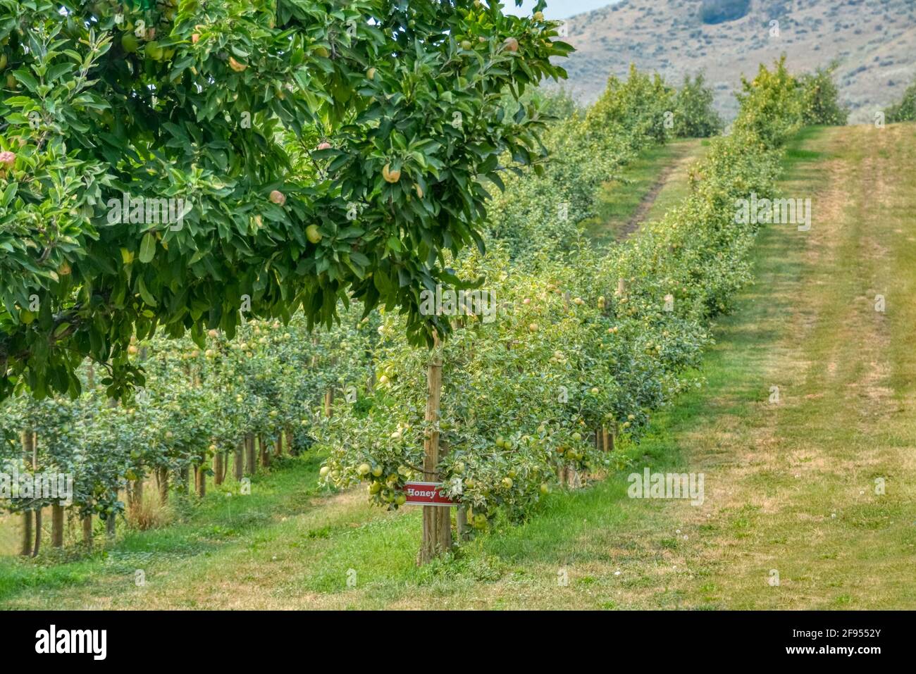 Apple orchard festival hi-res stock photography and images - Alamy