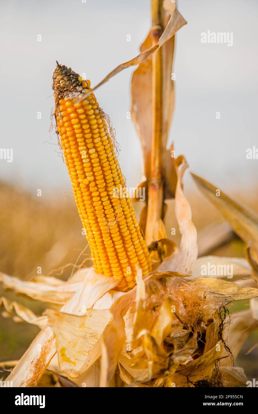Agricultural field on which grow and change the color of ripe corn ...