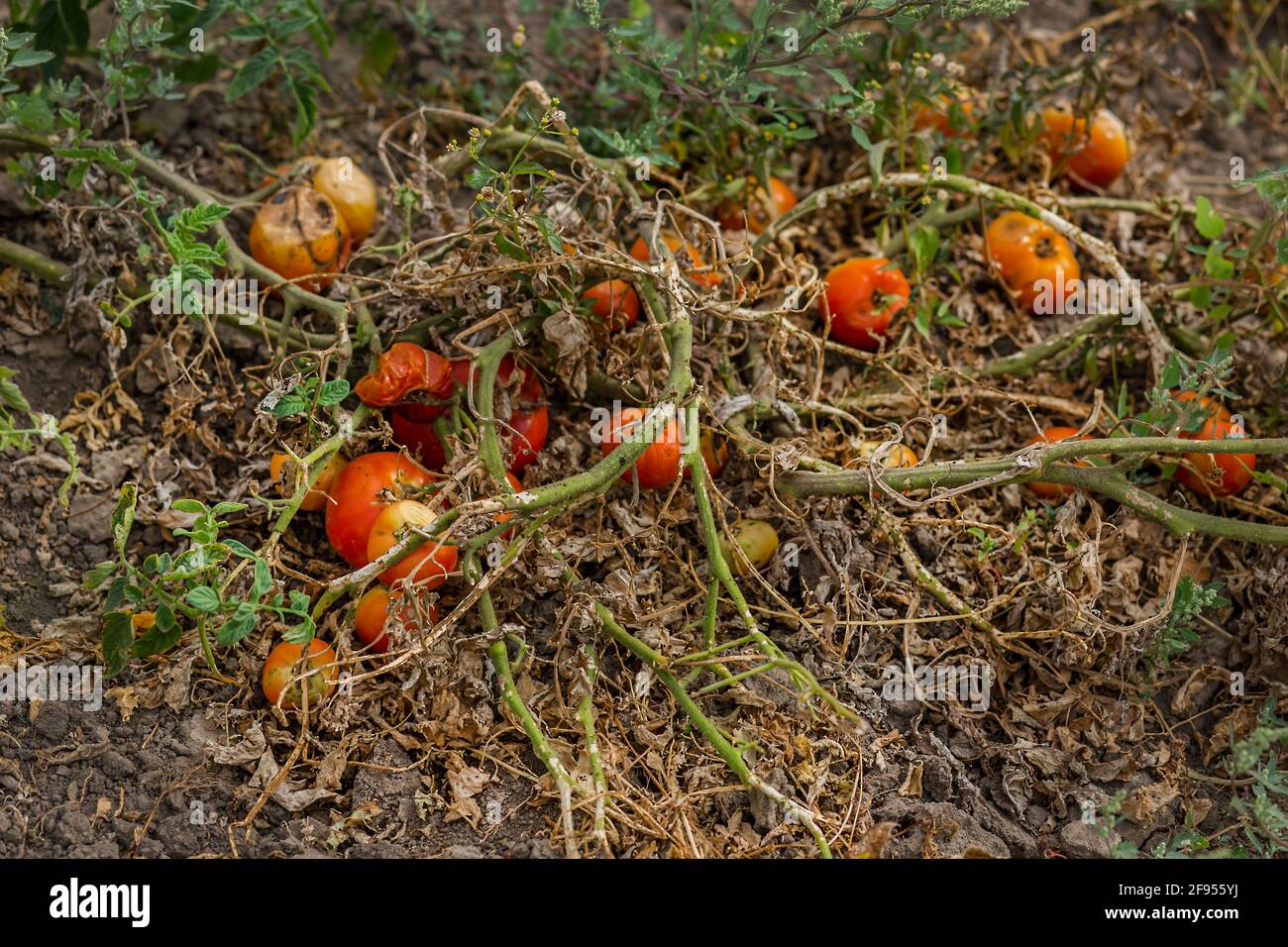 Fungal Disease Tomatoes High Resolution Stock Photography and Images ...