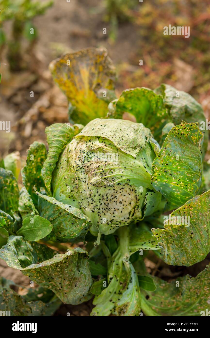 Cabbage eaten by aphids and pests. Loss of agricultural crop yield ...