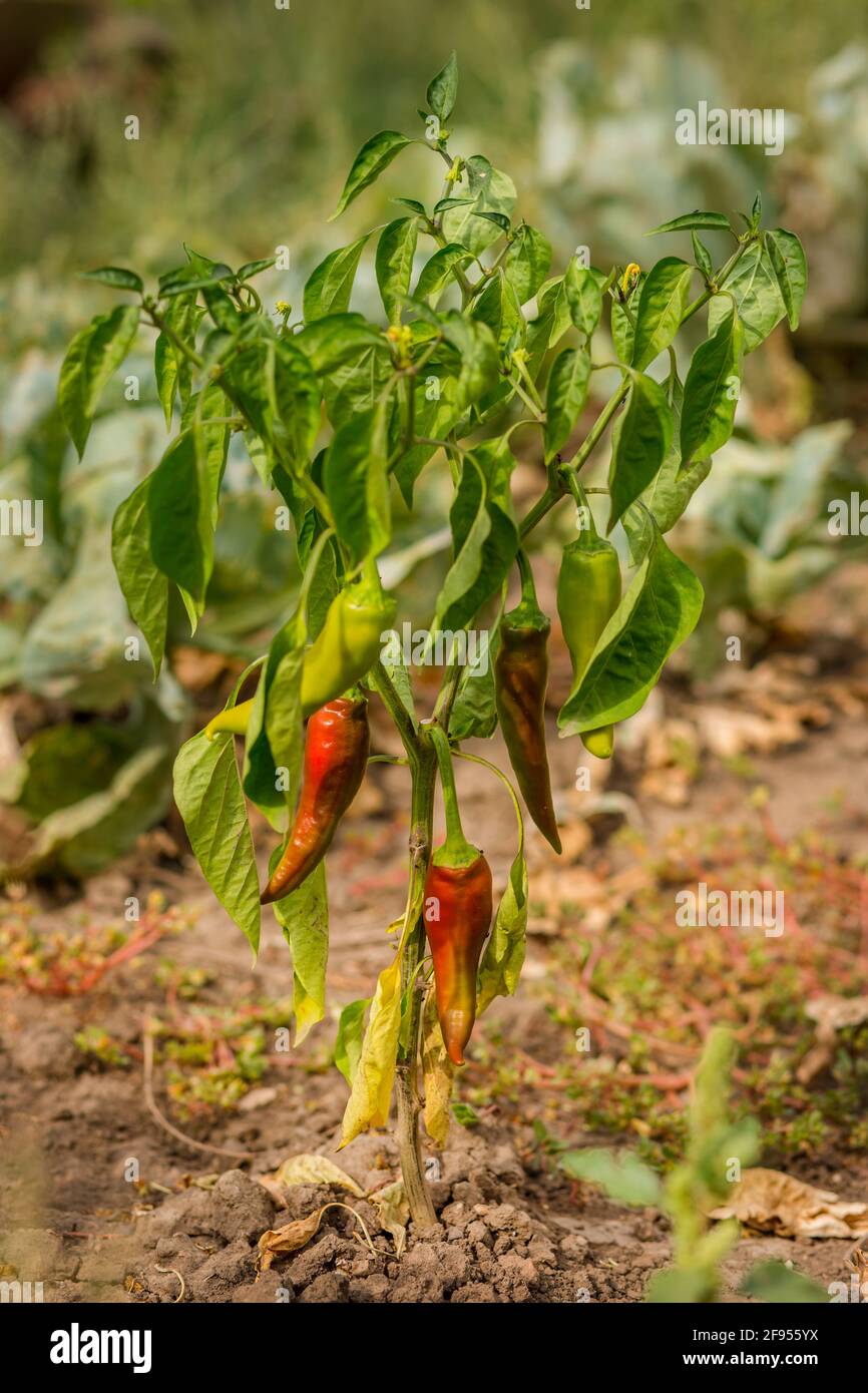 Sick leave and farm hi-res stock photography and images - Alamy