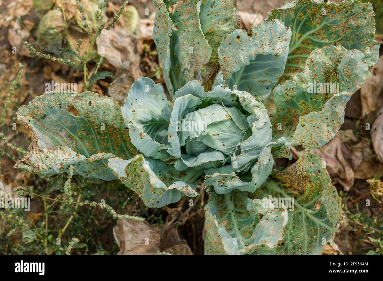 Cabbage eaten by aphids and pests. Loss of agricultural crop yield ...