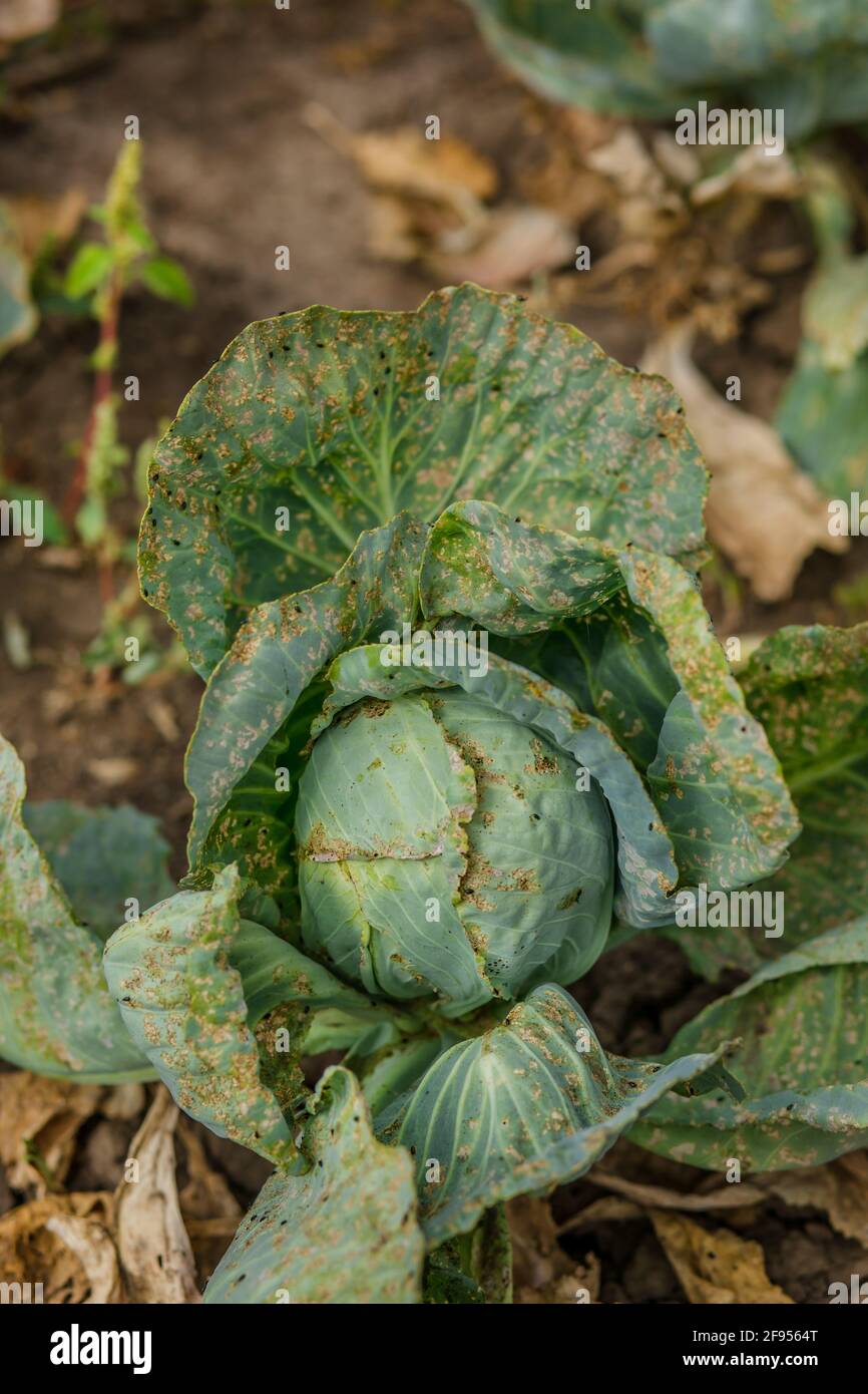 Cabbage eaten by aphids and pests. Loss of agricultural crop yield ...