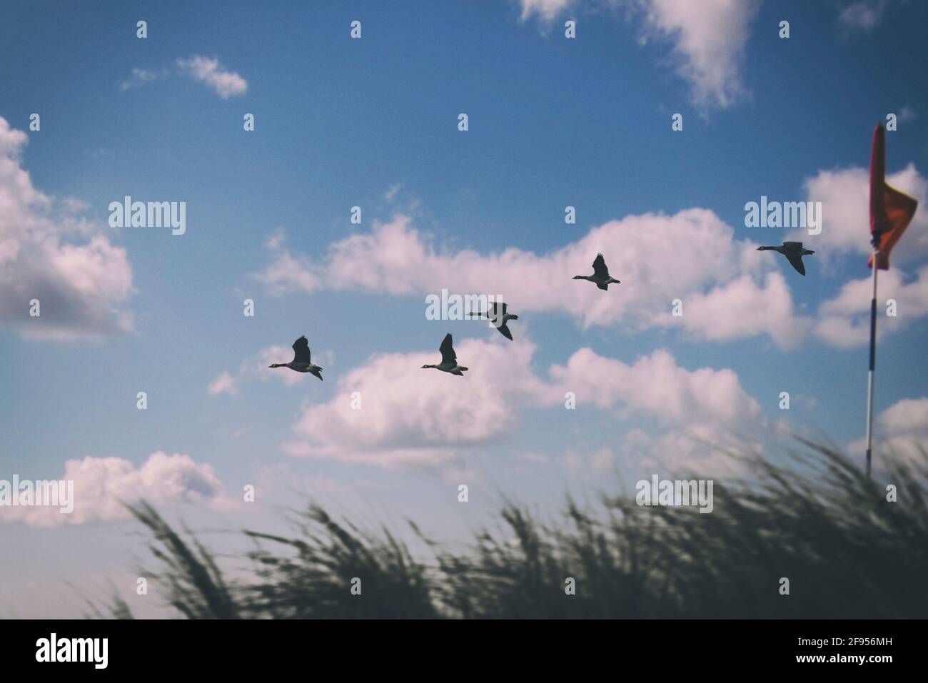 Golf course geese hi-res stock photography and images - Alamy