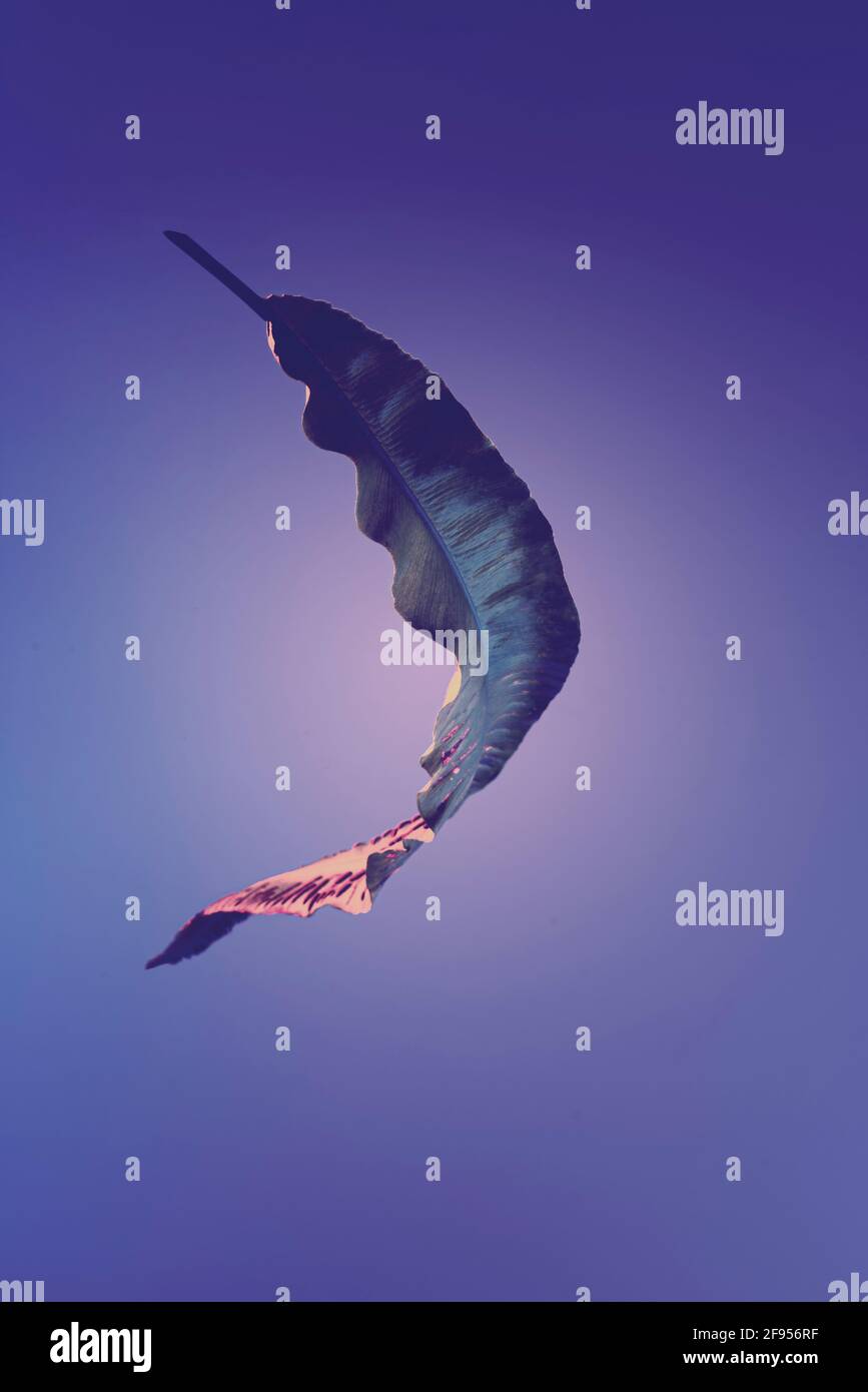 single leaf in colour Stock Photo - Alamy