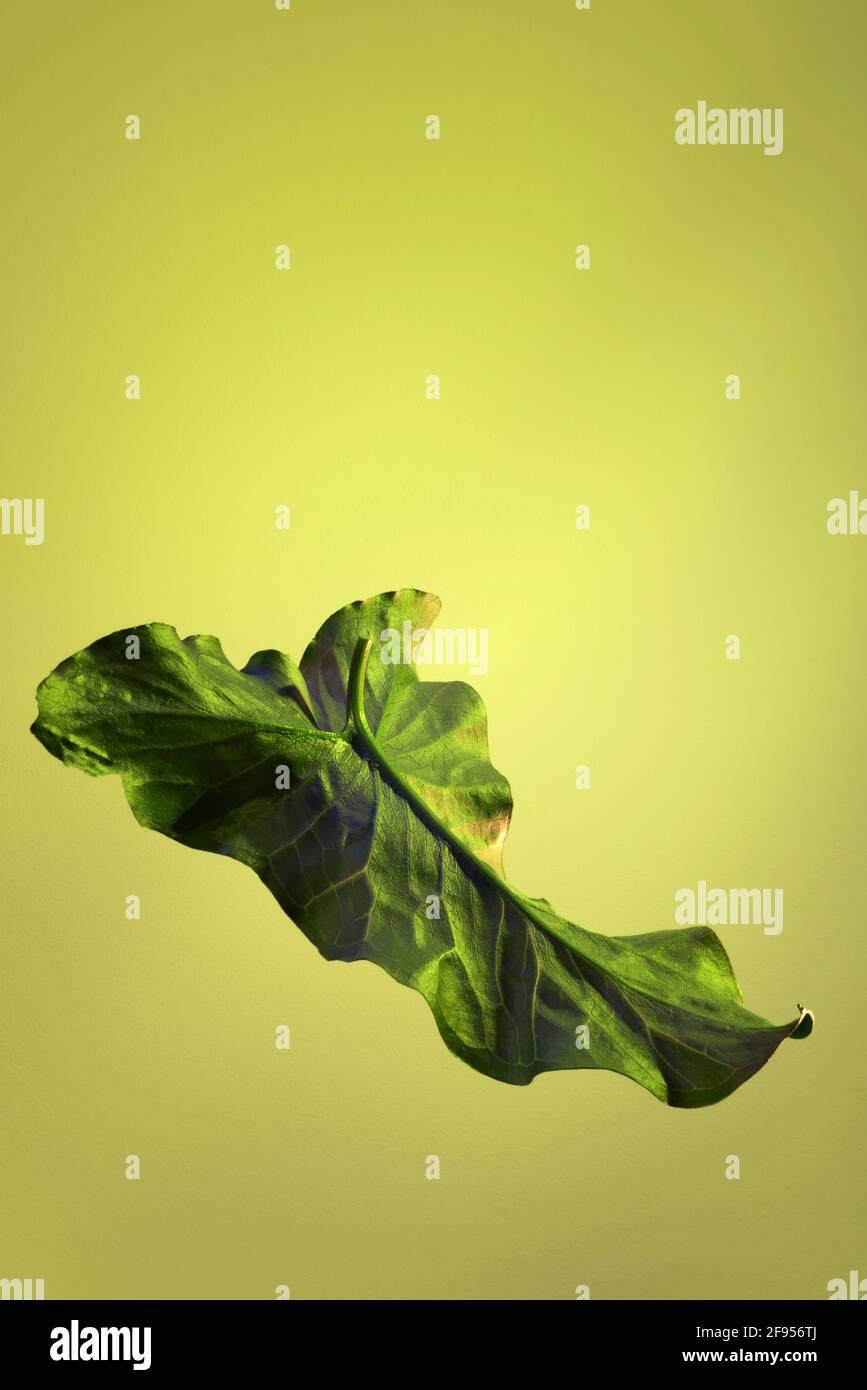 single leaf in colour Stock Photo - Alamy