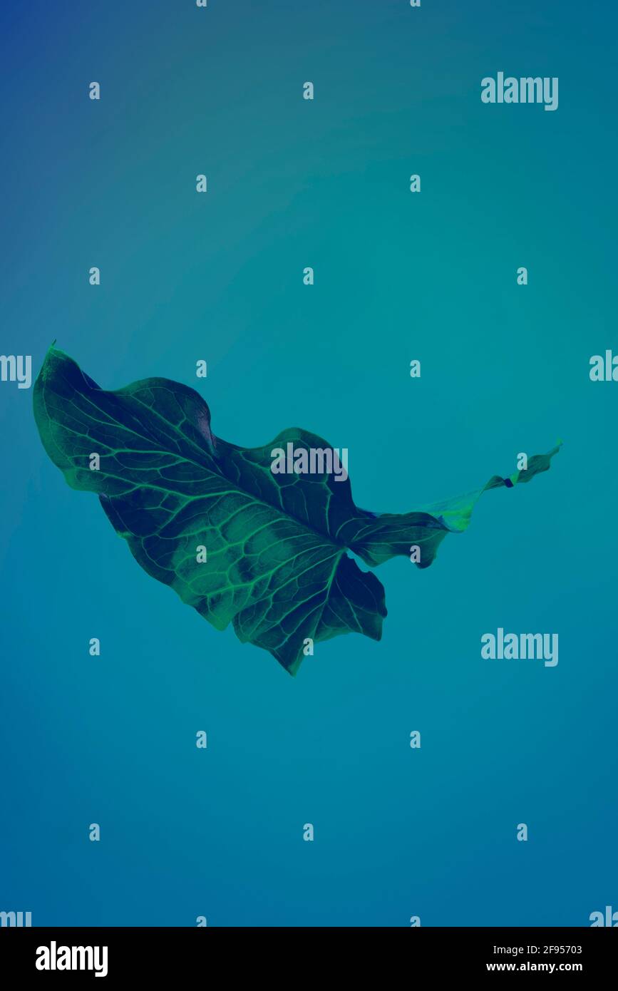 single leaf in colour Stock Photo - Alamy