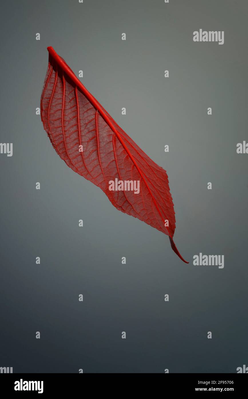 single leaf in colour Stock Photo - Alamy