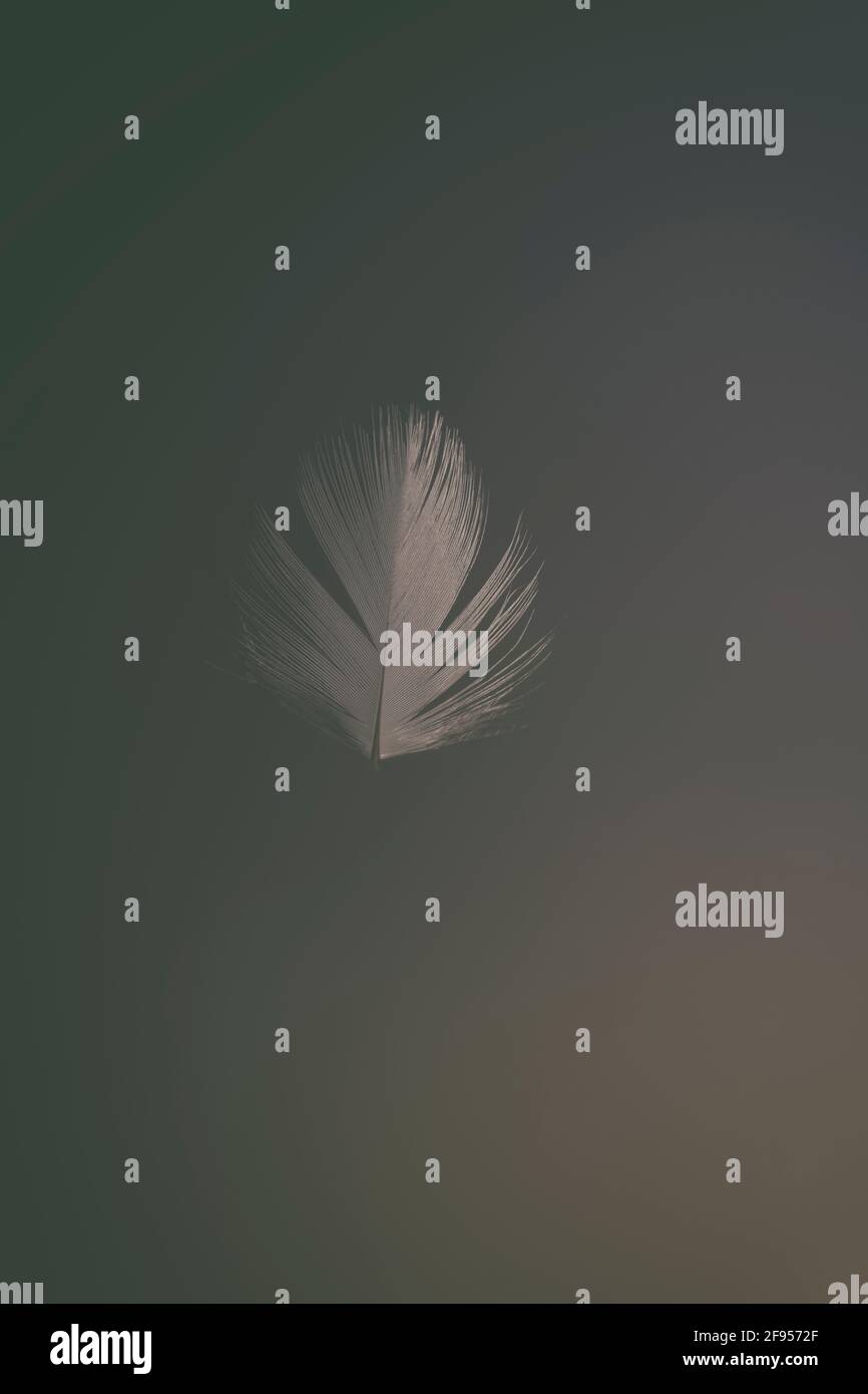 Feather floating in air hi-res stock photography and images - Alamy