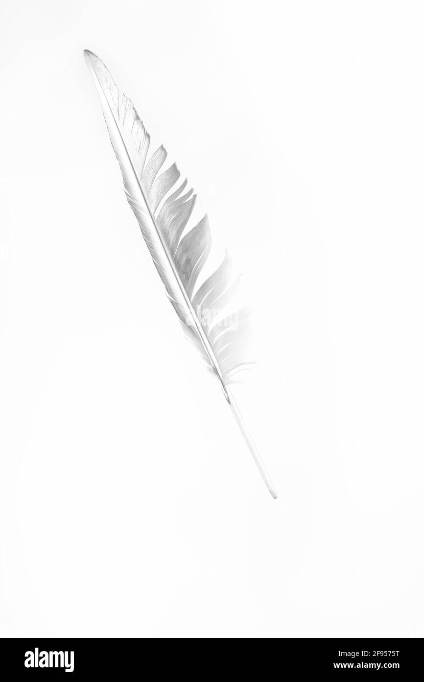Feather floating in the air Cut Out Stock Images & Pictures - Alamy