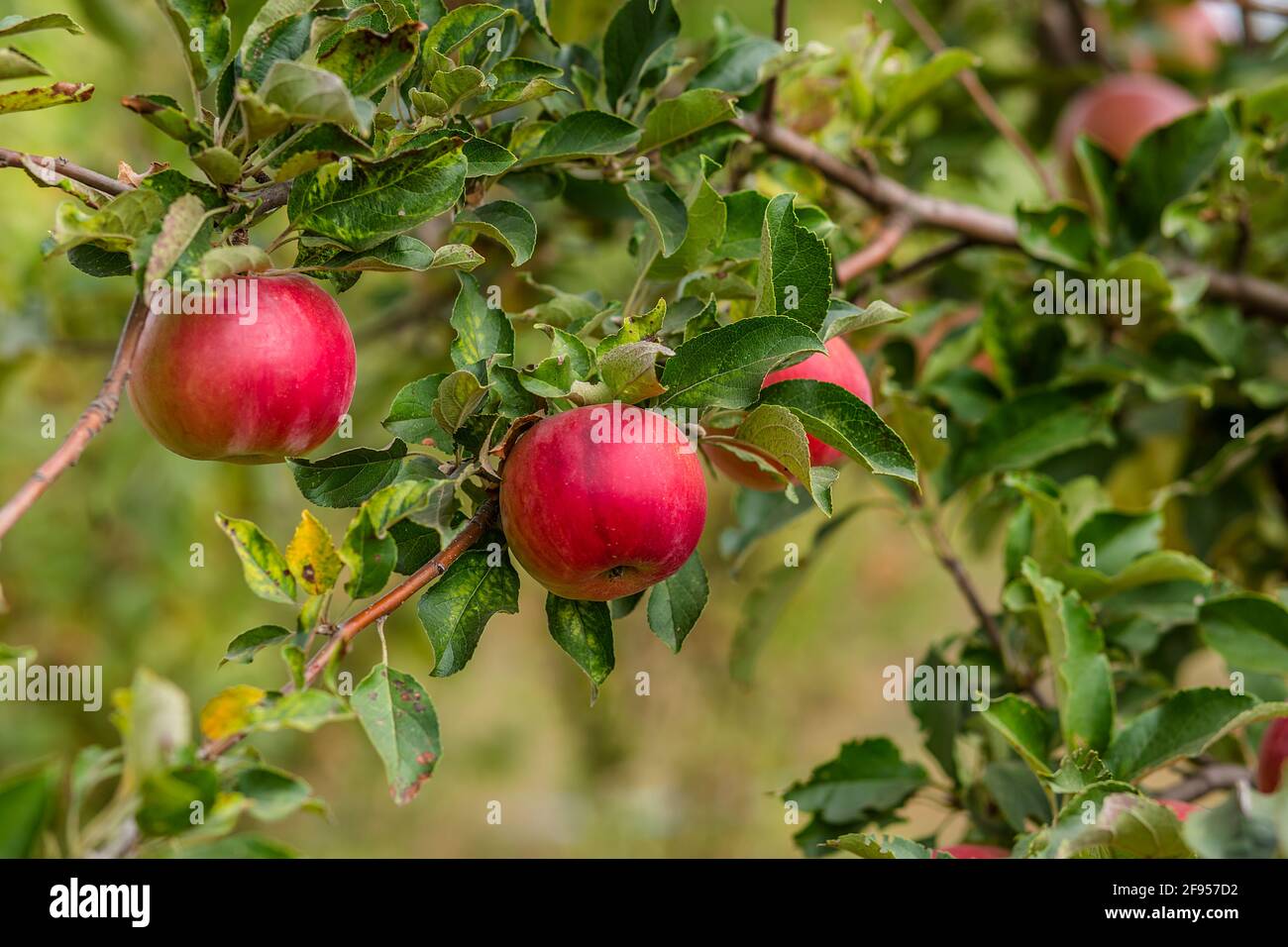 Yellow apples ripen on tree hi-res stock photography and images - Alamy
