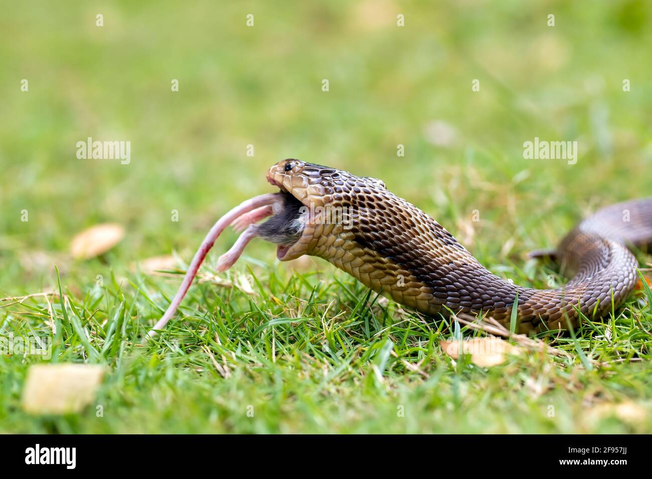 It took around three minutes for the cobra to swallow the mouse whole ...