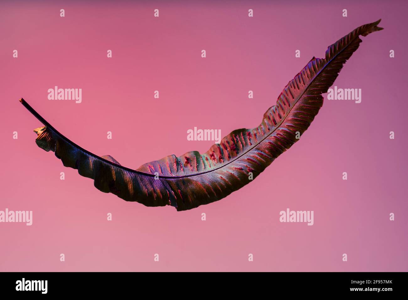 single leaf in colour Stock Photo - Alamy