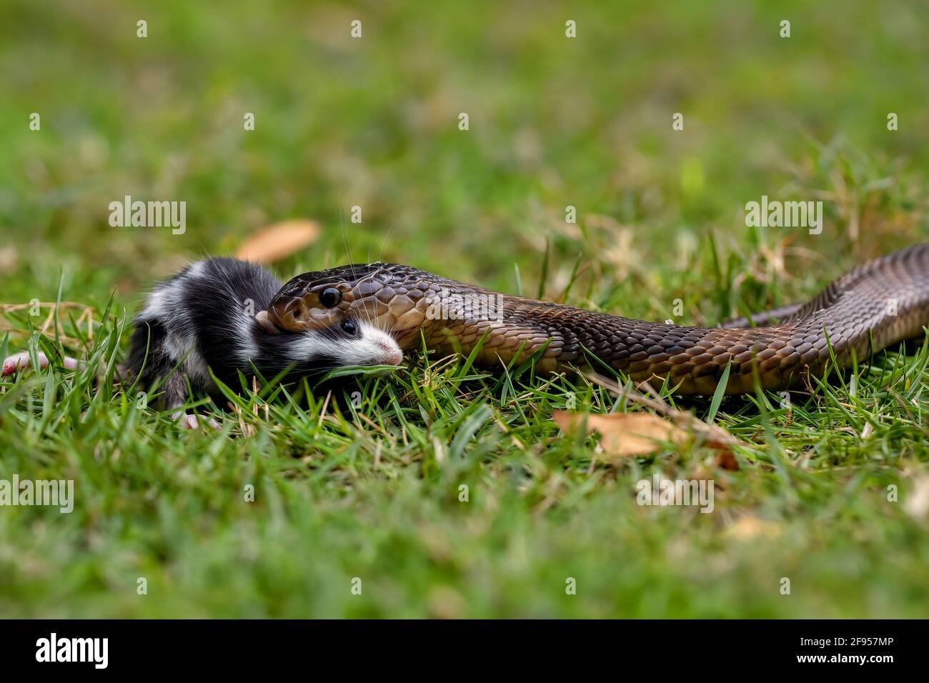 As soon as the cobra noticed the mouse, it sunk its sharp fangs into ...