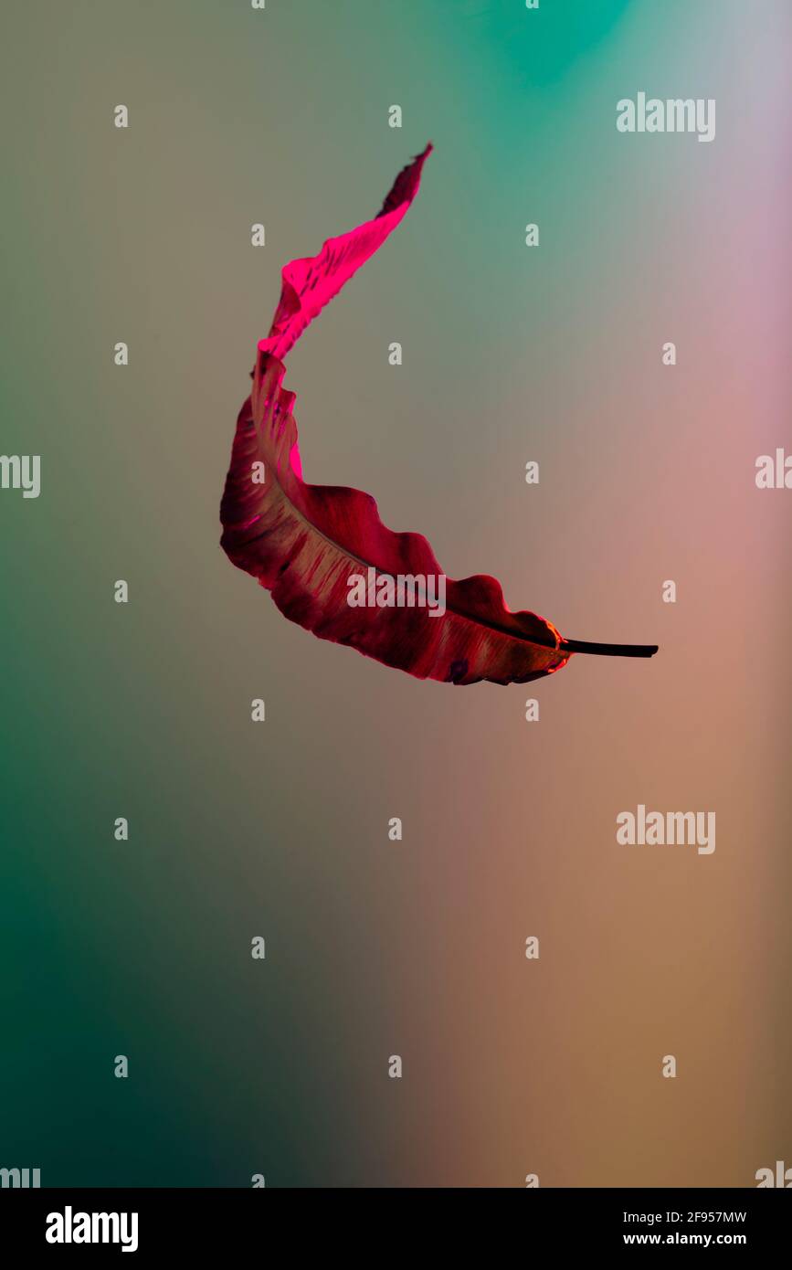 single leaf in colour Stock Photo - Alamy