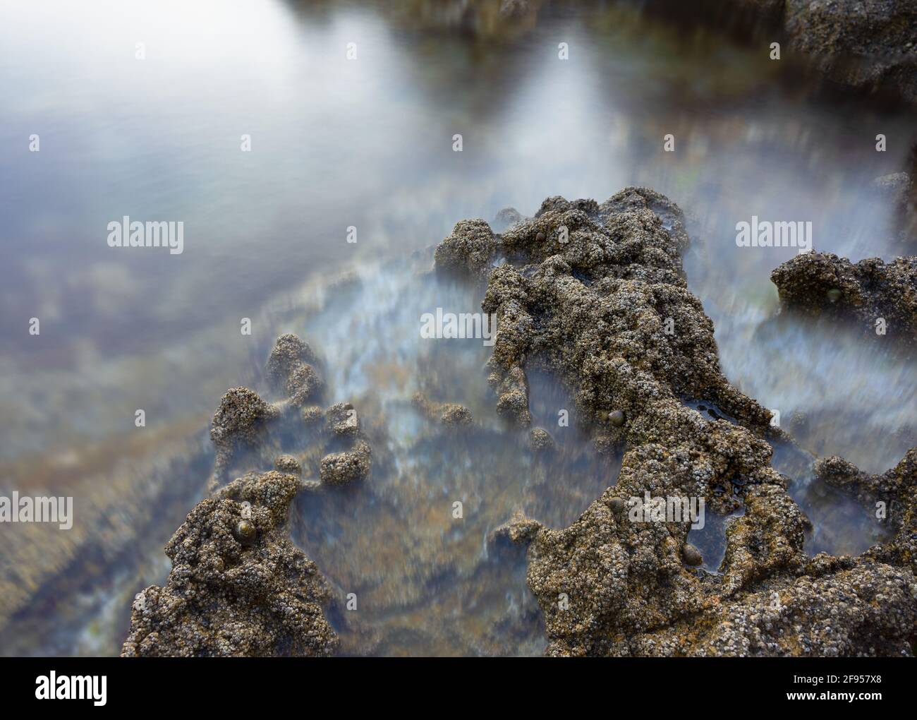 Marine rocks with remains of shells and snails. Marine textures. Rocks ...