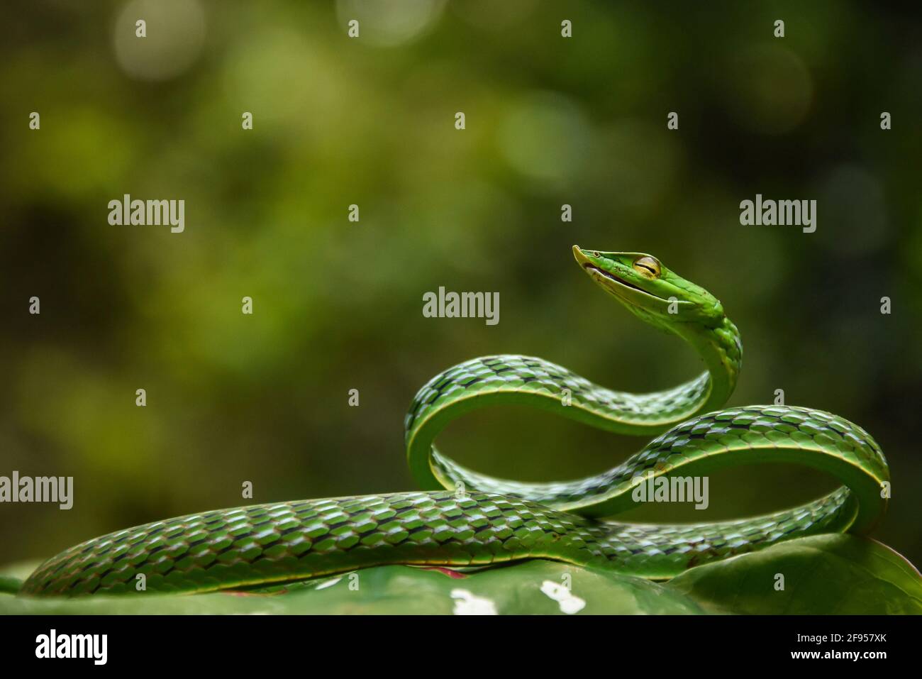 Green Vine Snake Bite