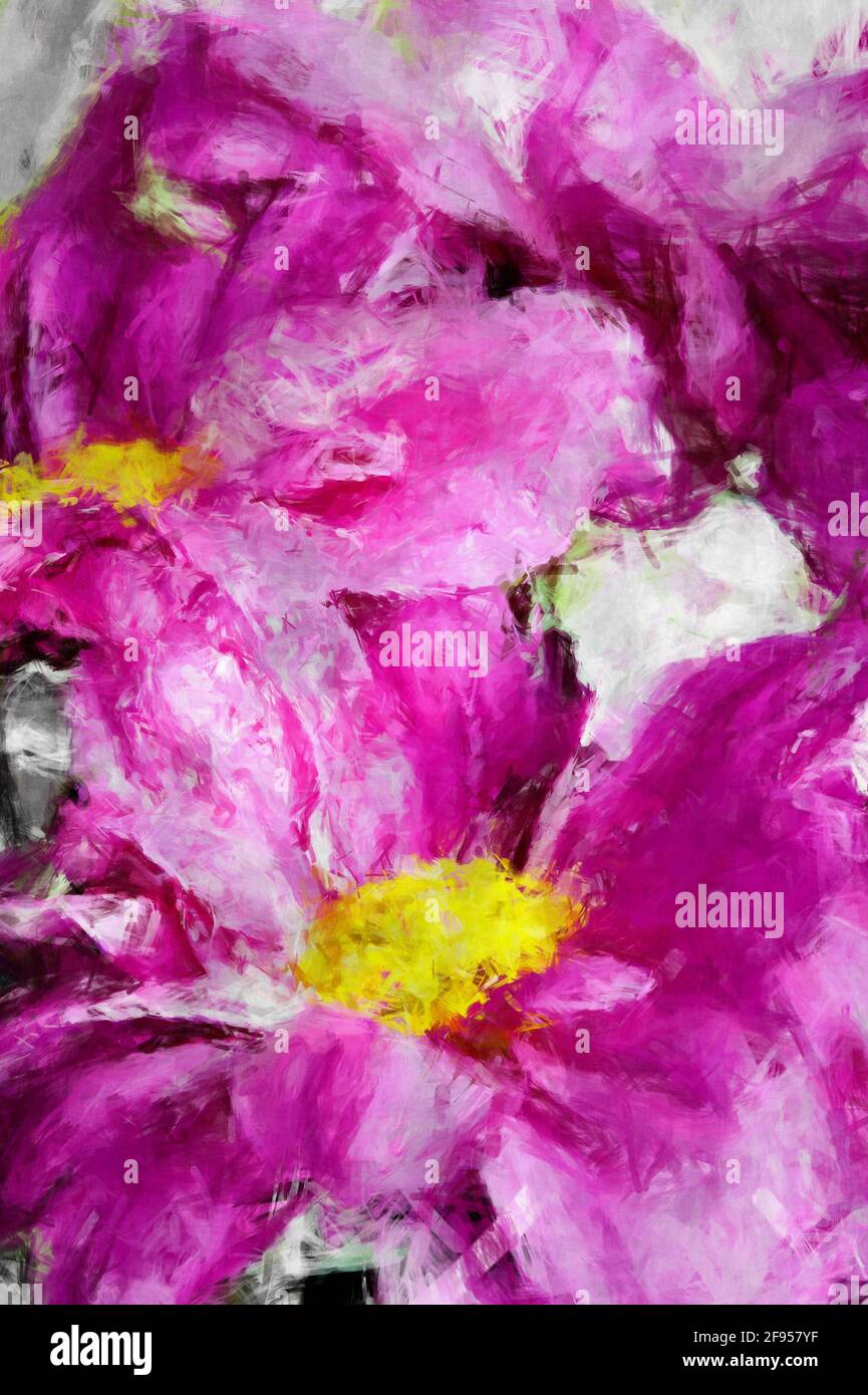 Wall daisies hi-res stock photography and images - Alamy