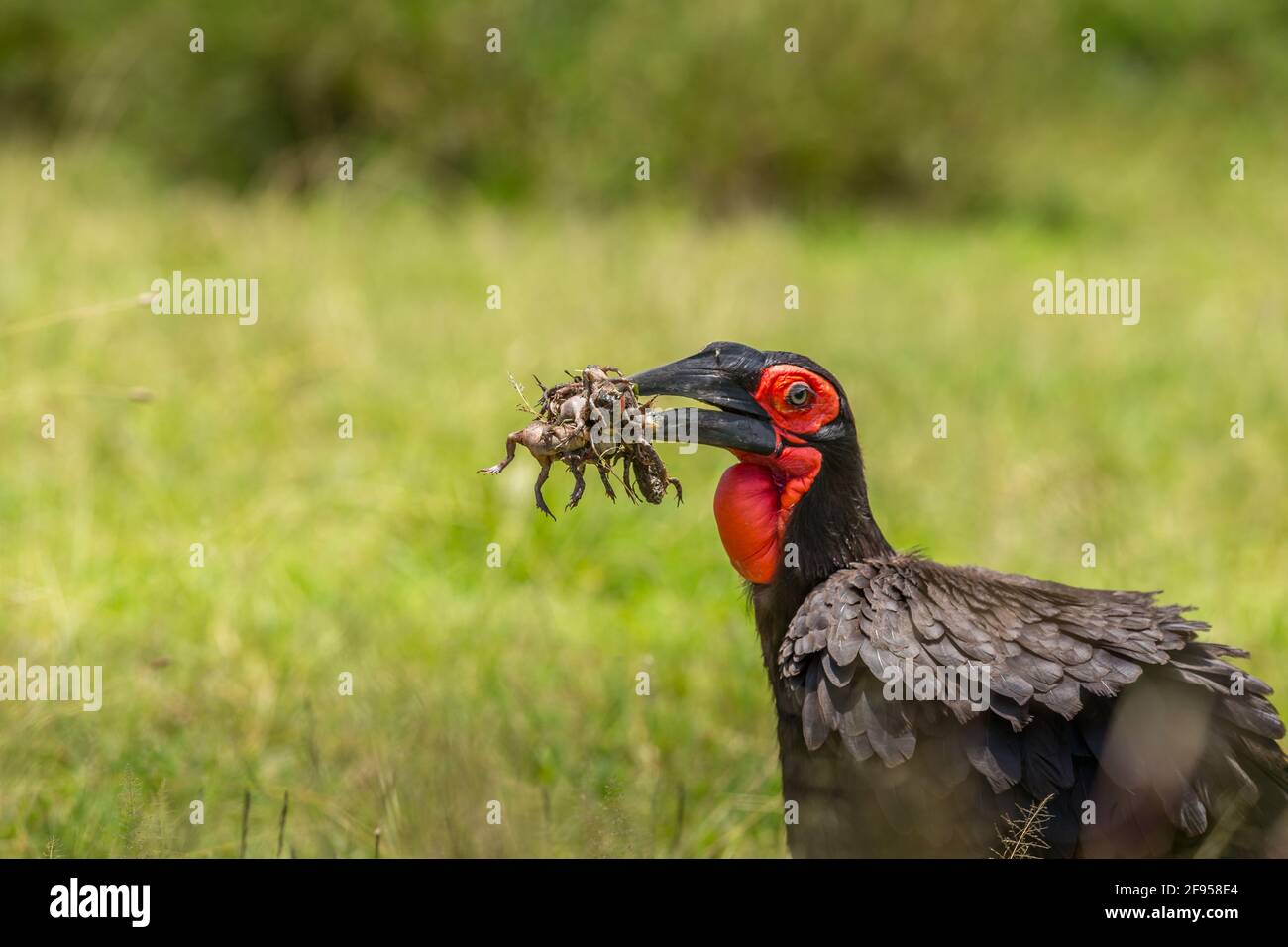Greedy frog hi-res stock photography and images - Alamy