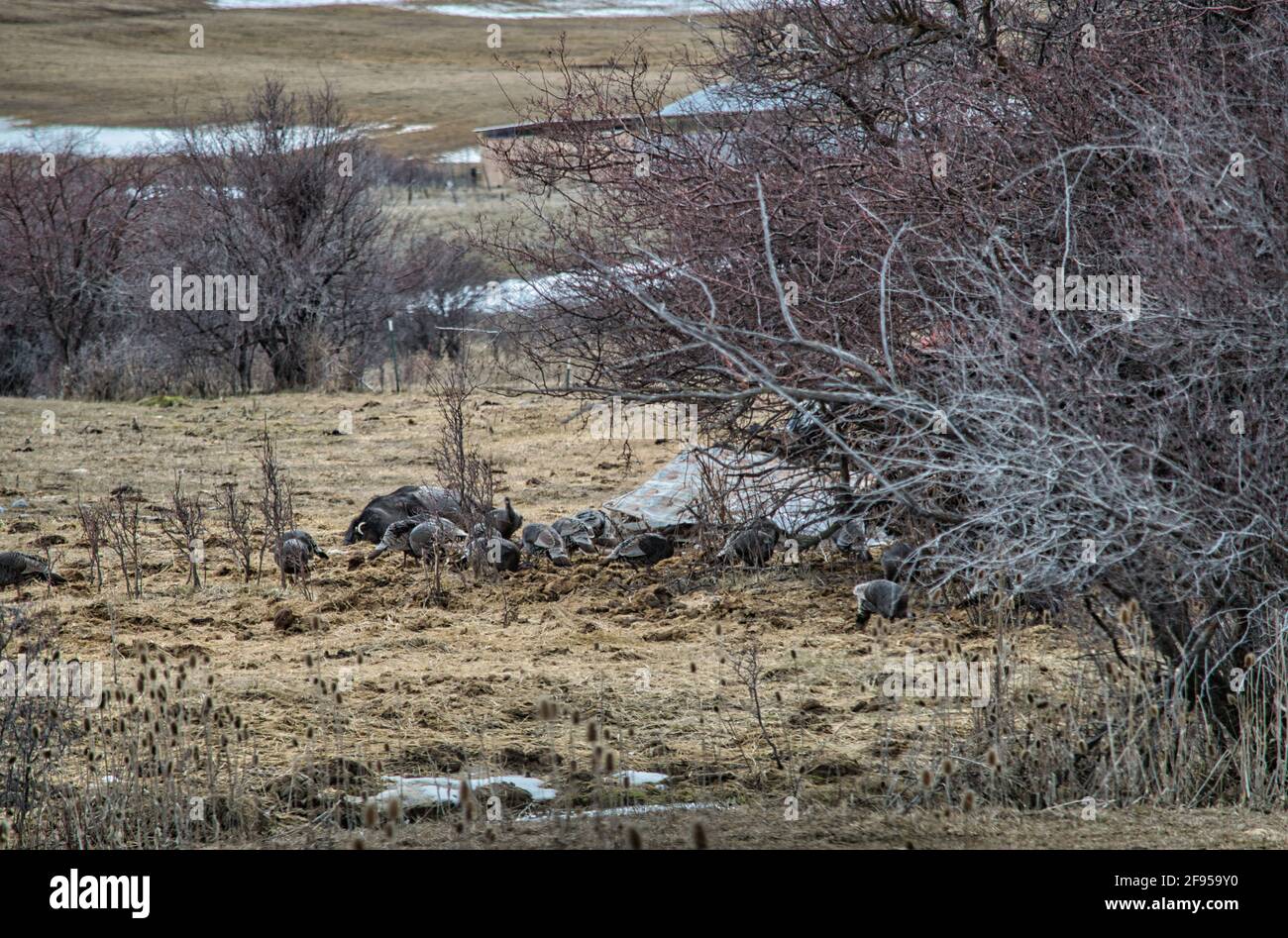 Rafter of birds hi-res stock photography and images - Alamy