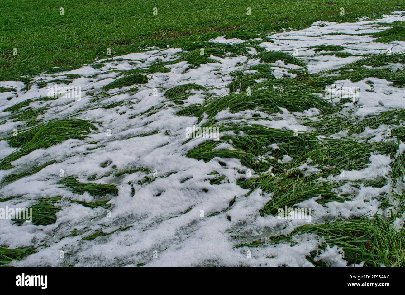 Grass covered with snow Stock Photo - Alamy