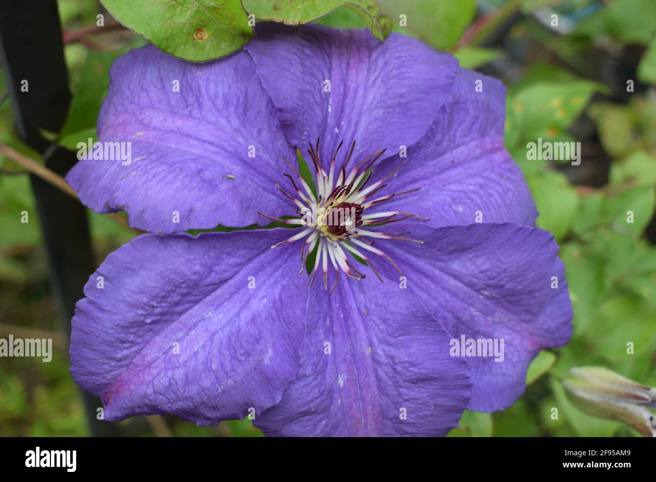 A purple clematis flower, clematis viticella, blooms in a Japanese ...