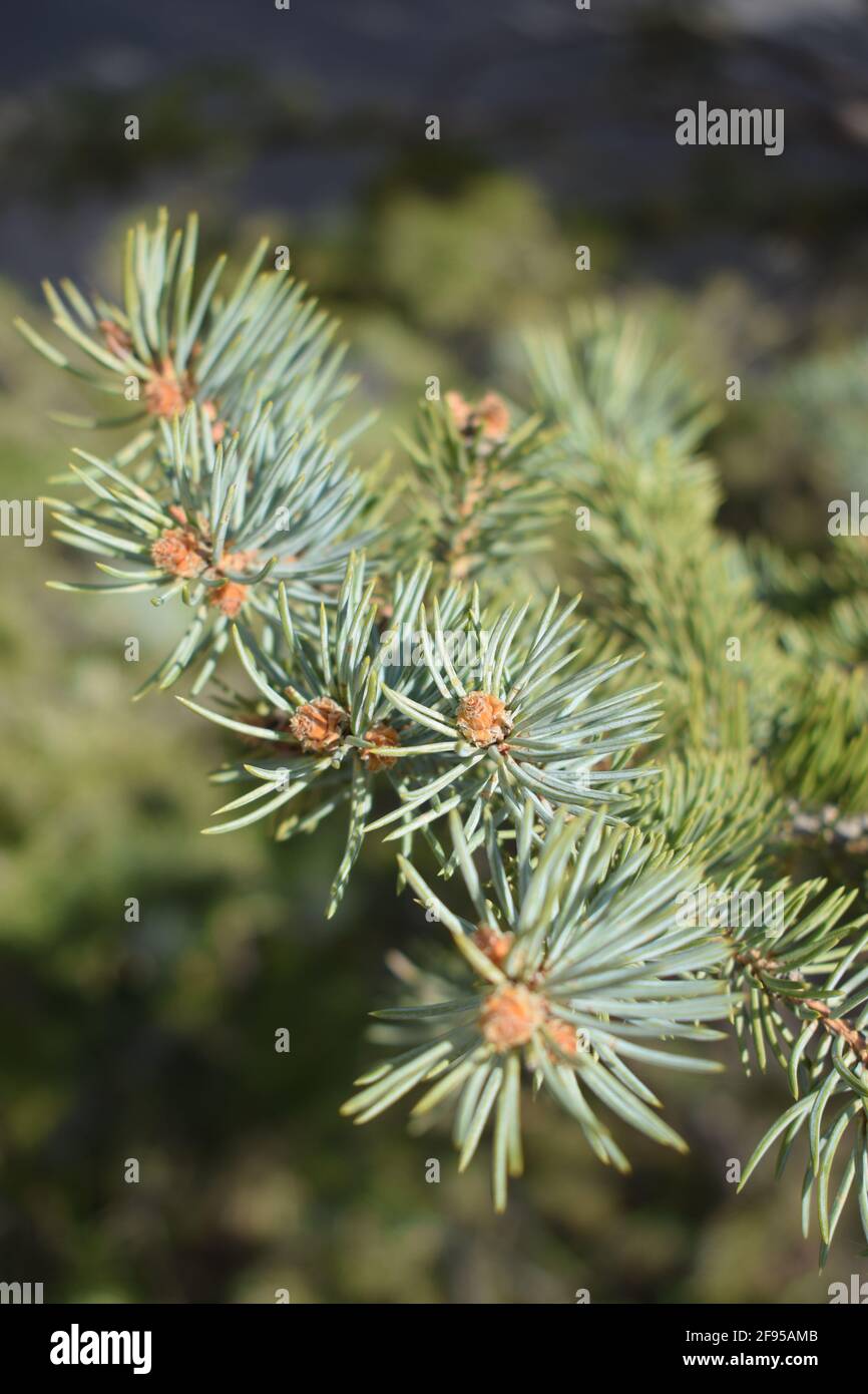 Green pine needles background texture. Macro of beautiful long green ...
