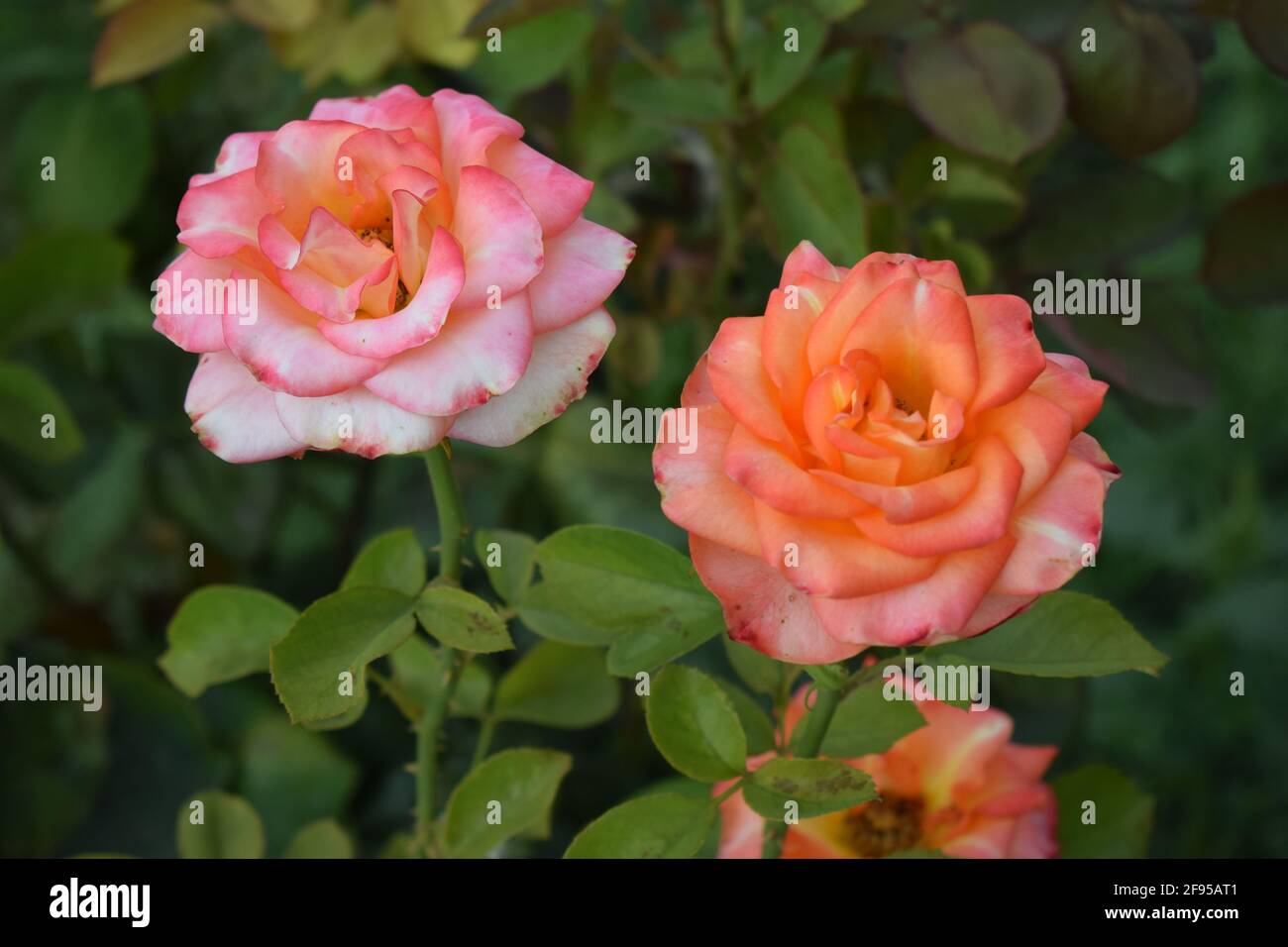 Beautiful rose and orange roses in garden. Blooming roses. Orange roses ...