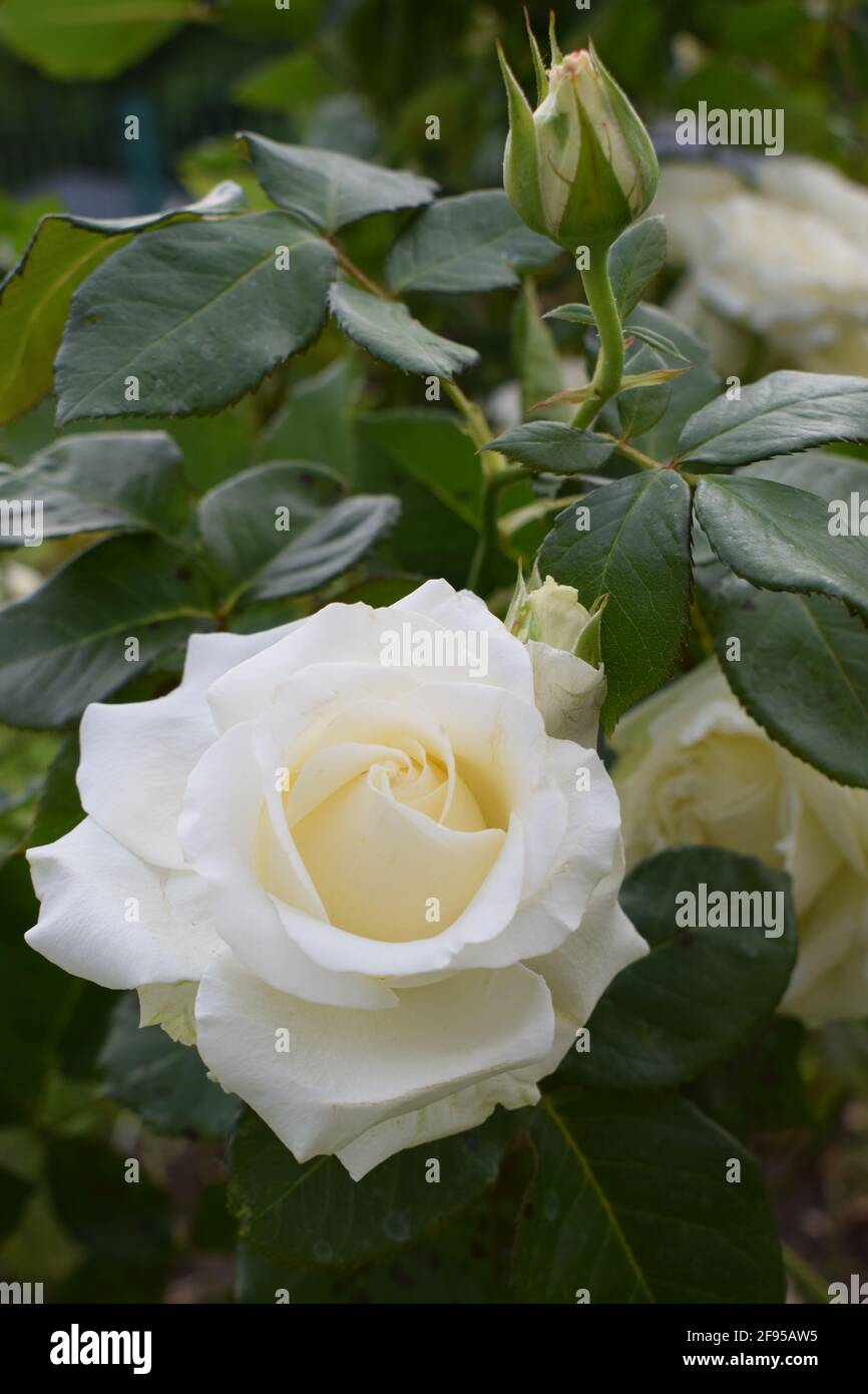 One white rose on a green background on a garden bush. White rose ...
