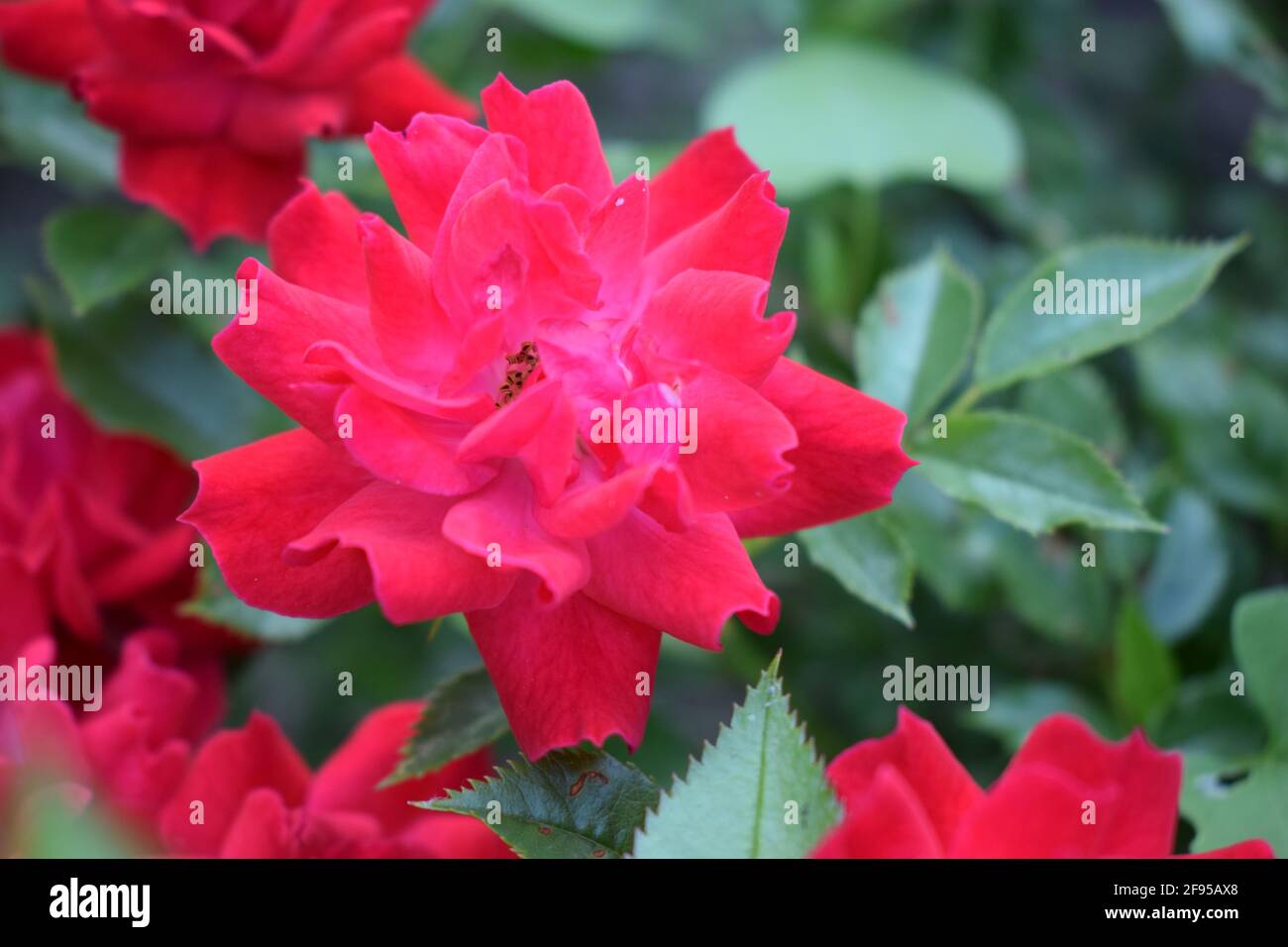 Small red roses macro in the garden. Red roses blossom, fresh natural ...