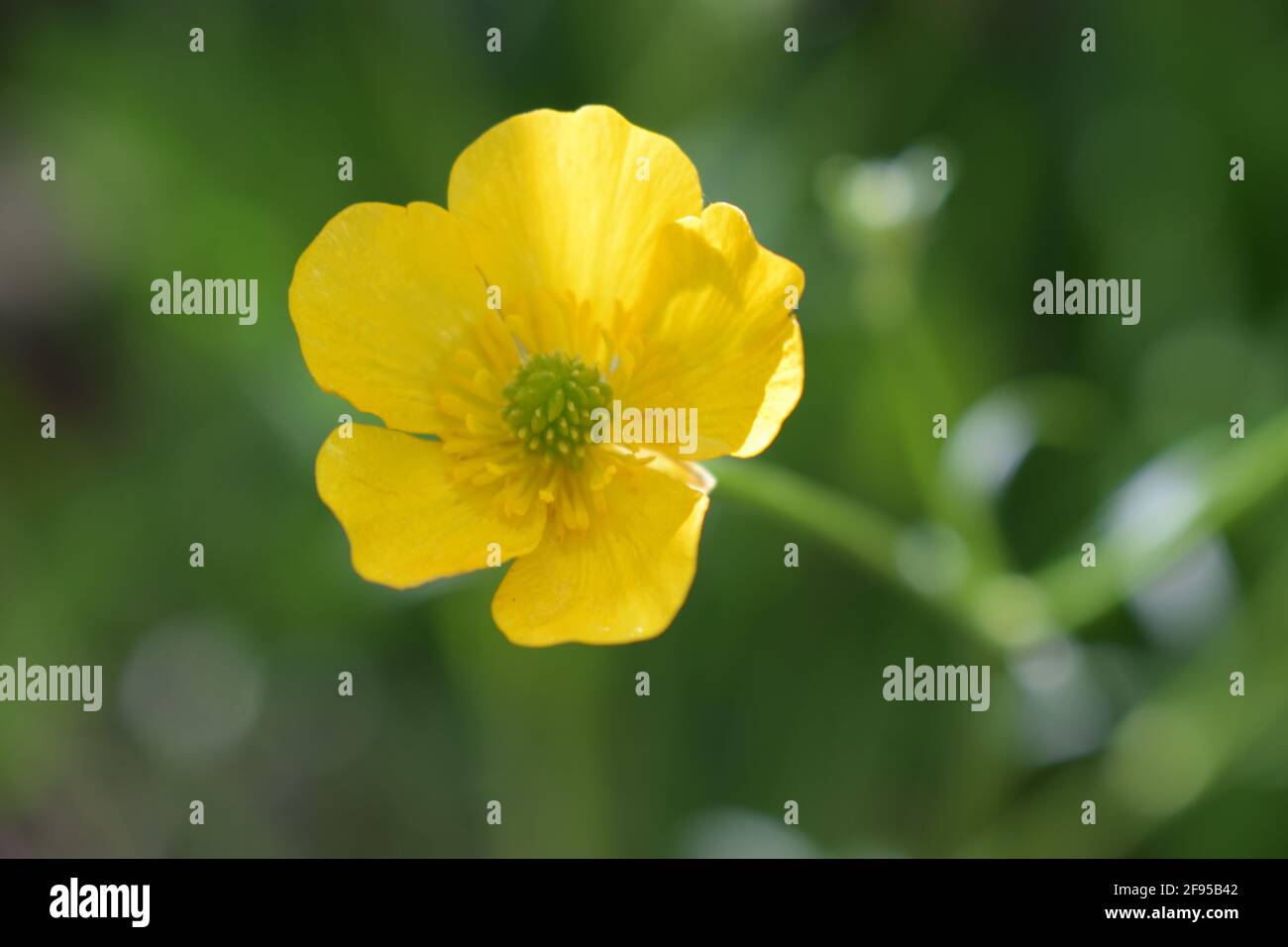 Ranunculus acris (meadow buttercup, tall buttercup, giant buttercup ...