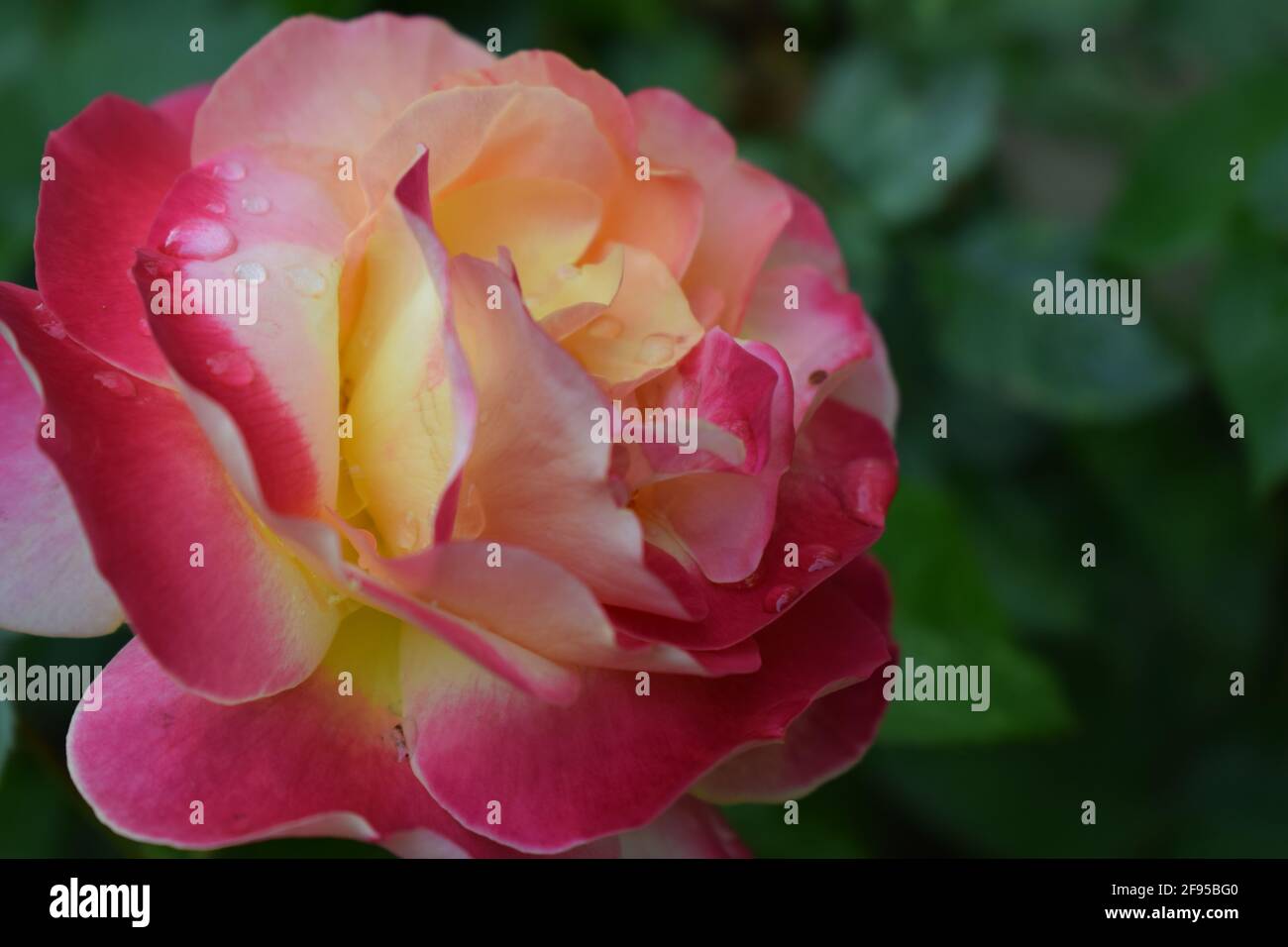 Floribunda, Rose, noble rose. Yellow, Red and Orange Rose plants. A ...