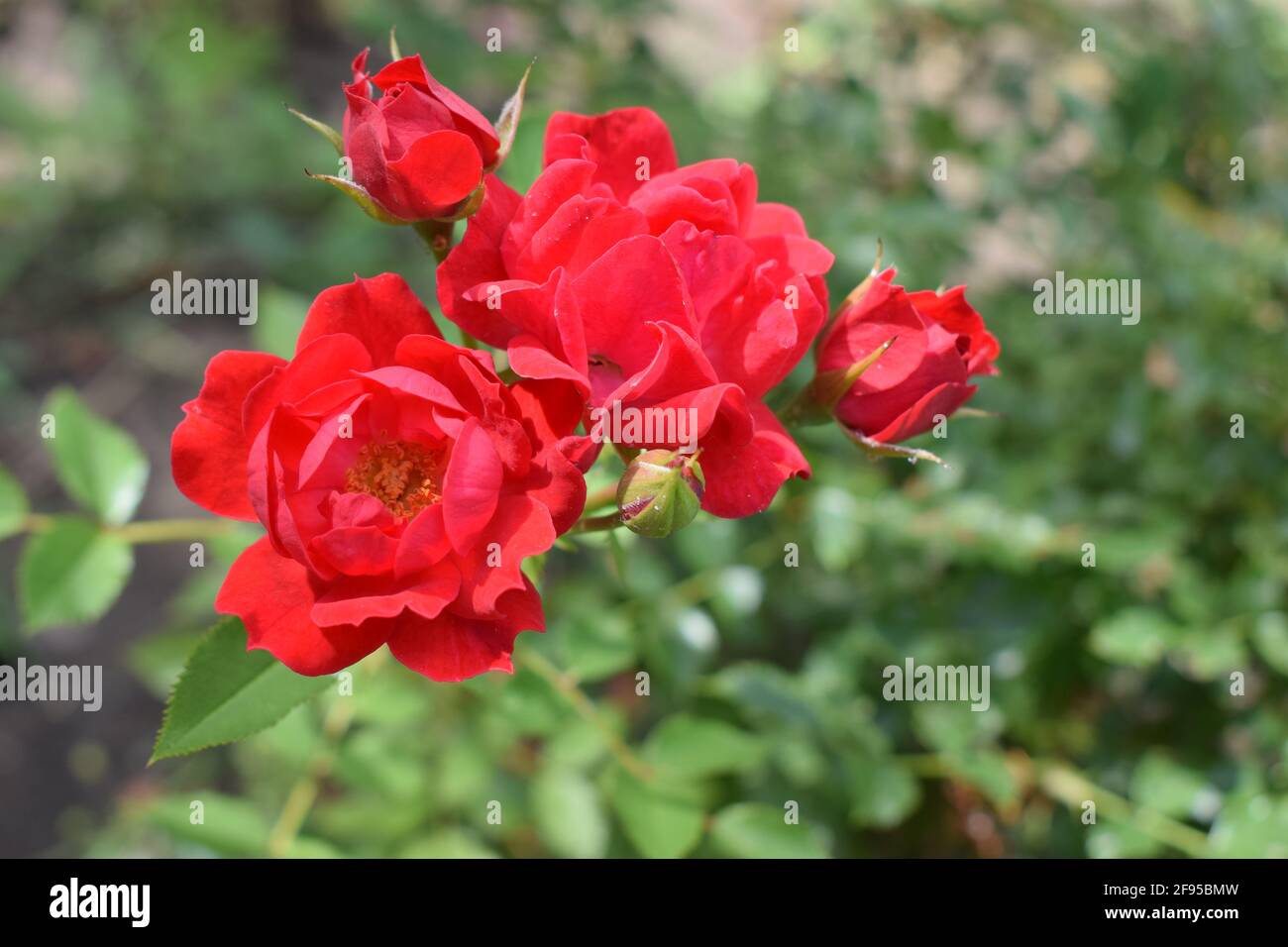 Big red rose close up. Deep Red color. Big beautiful red rose flower ...