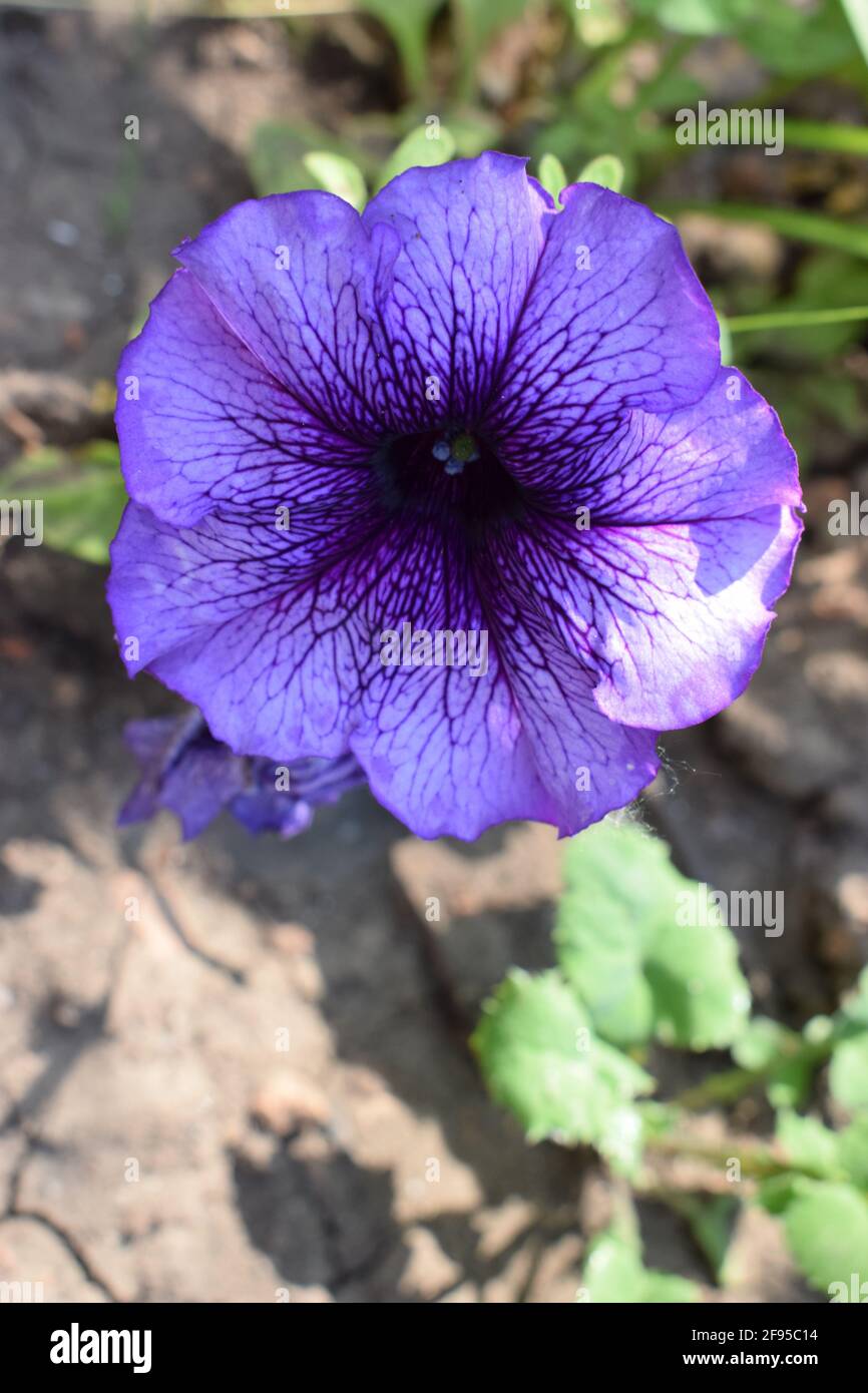 Petunia large-flowered Limbo Blue Veined. Flower of a petunia one-year ...