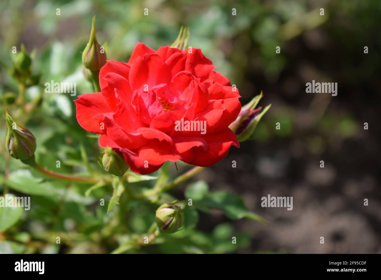Beautiful red rose with buds in garden. Cyme of small red rose flowers ...