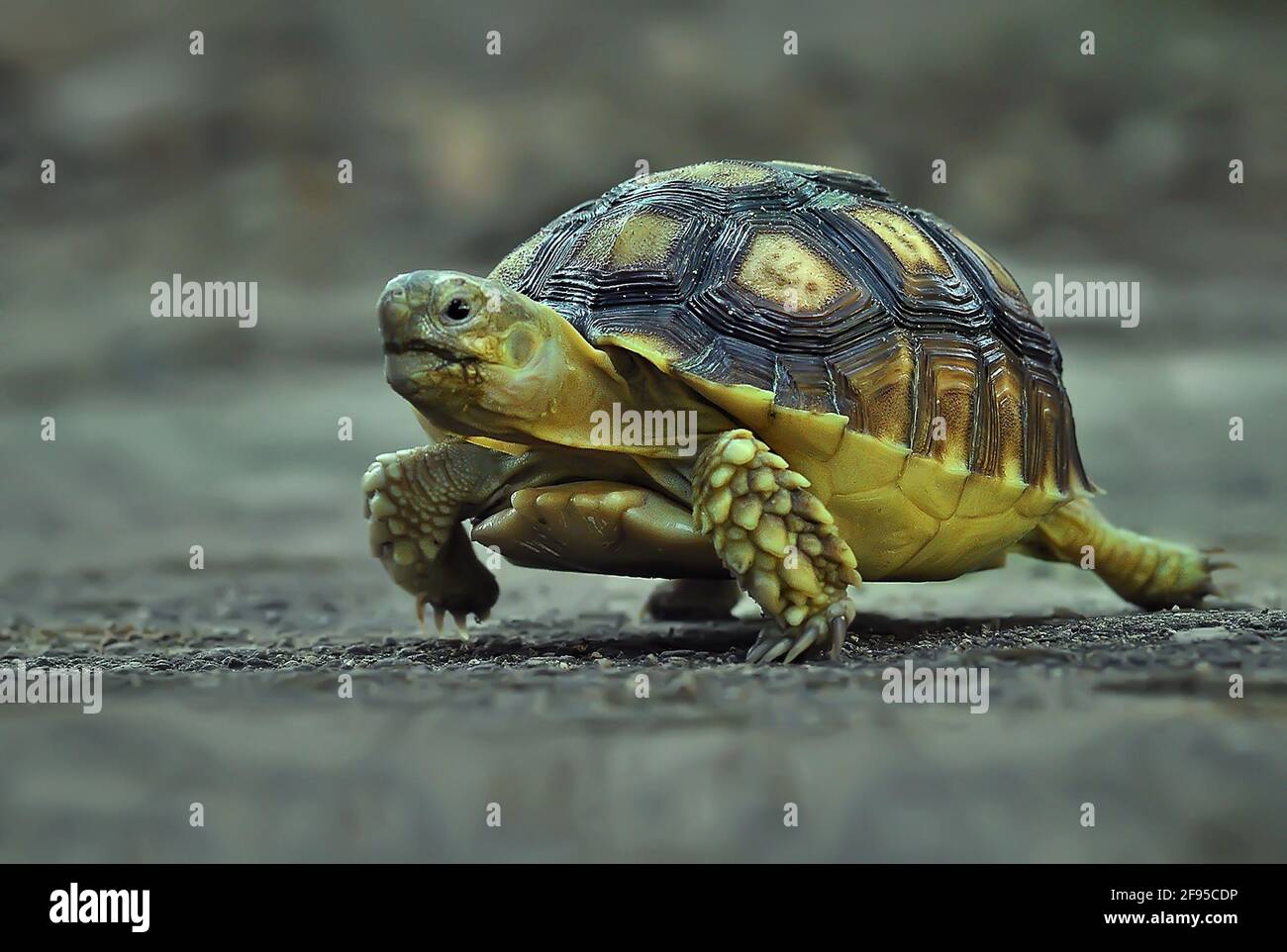 The tortoise was minding its own business before the dumpy tree frog ...