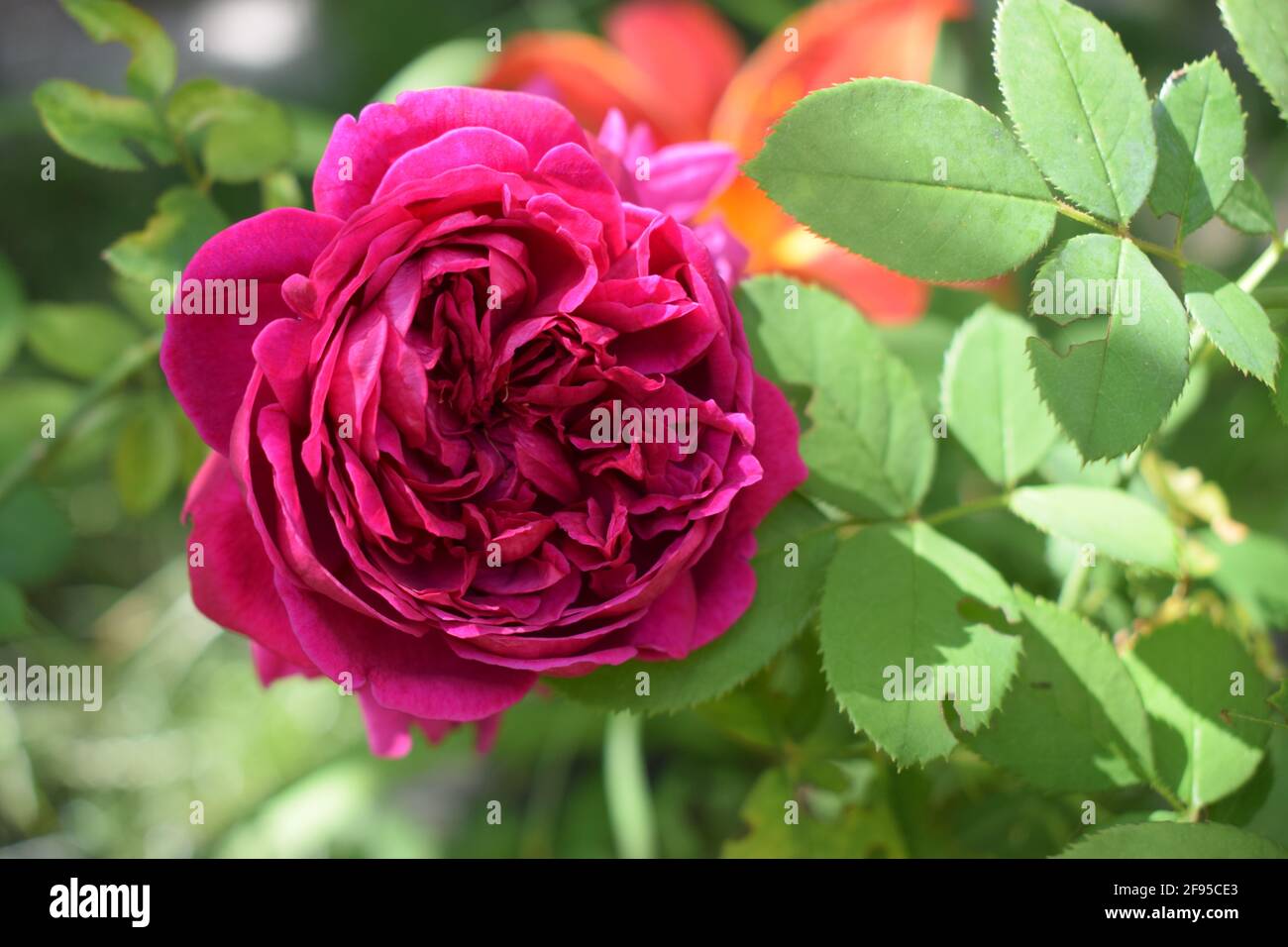 Big red rose close up. Deep Red color. Big beautiful red rose flower ...