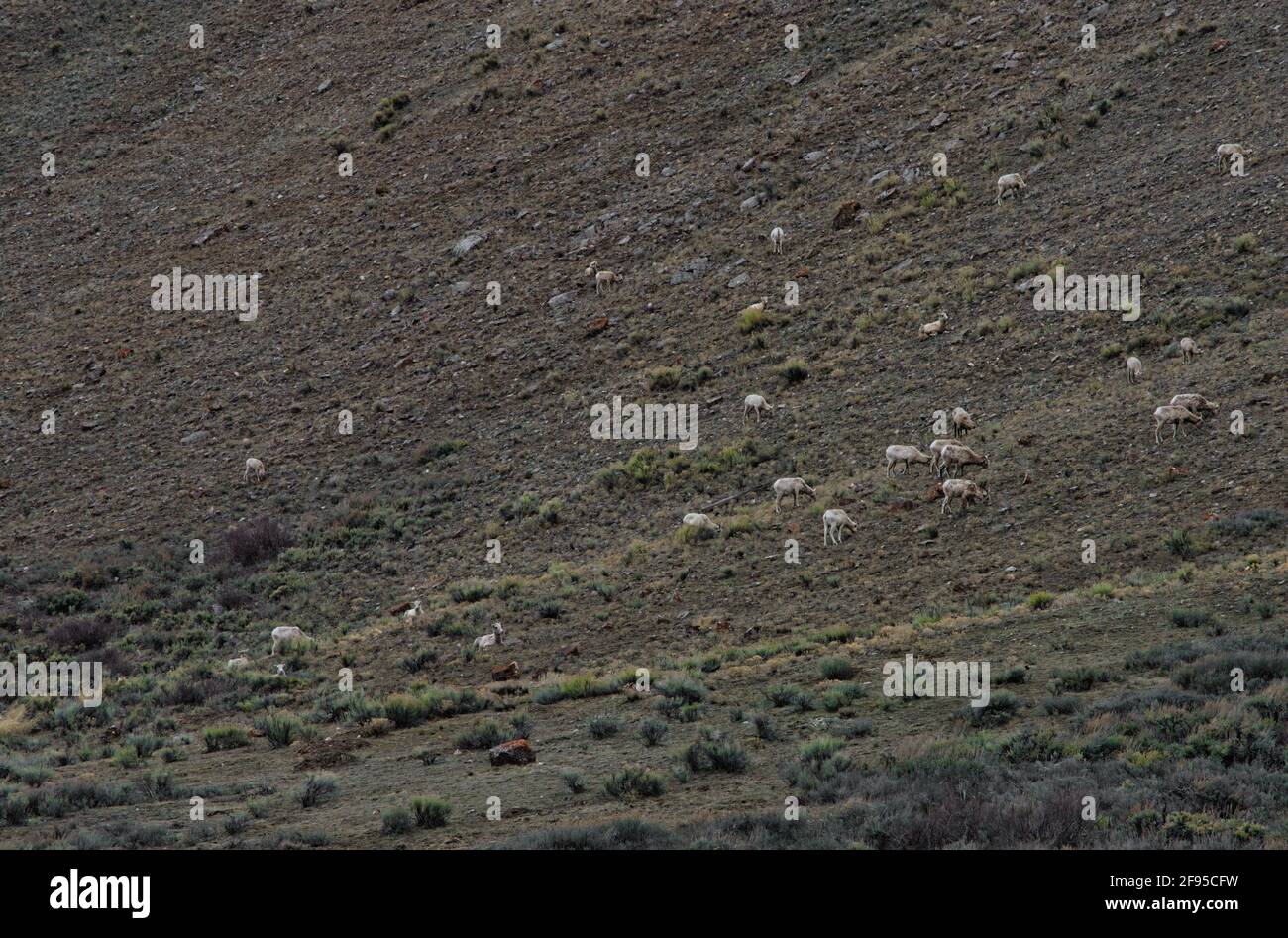 Trip of goats grazing in a field Stock Photo - Alamy