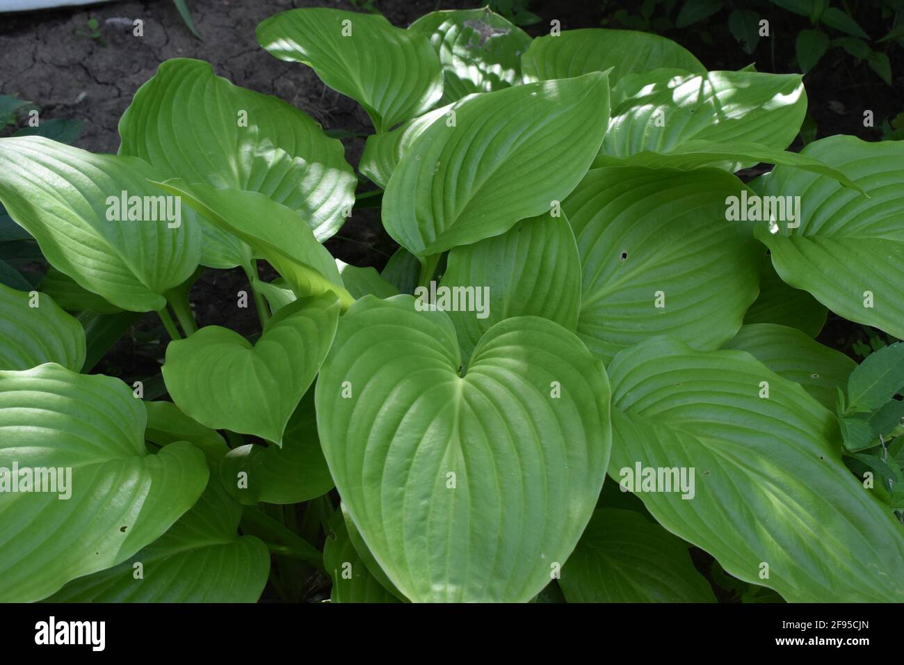 The green leaves of Hosta in summer. Green life concept. Decorative ...