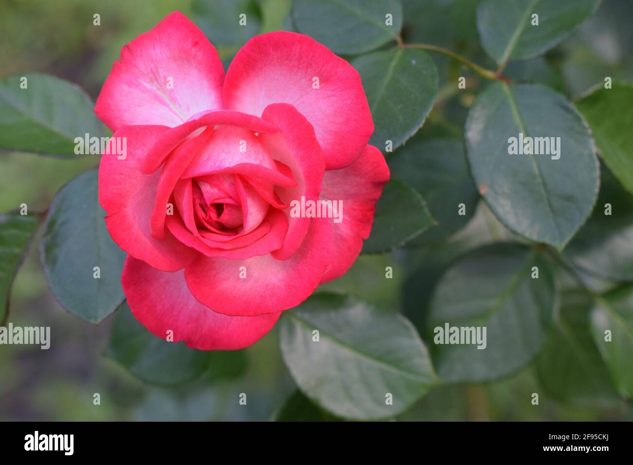 Beautiful red and white rose Bush in the summer garden Stock Photo - Alamy