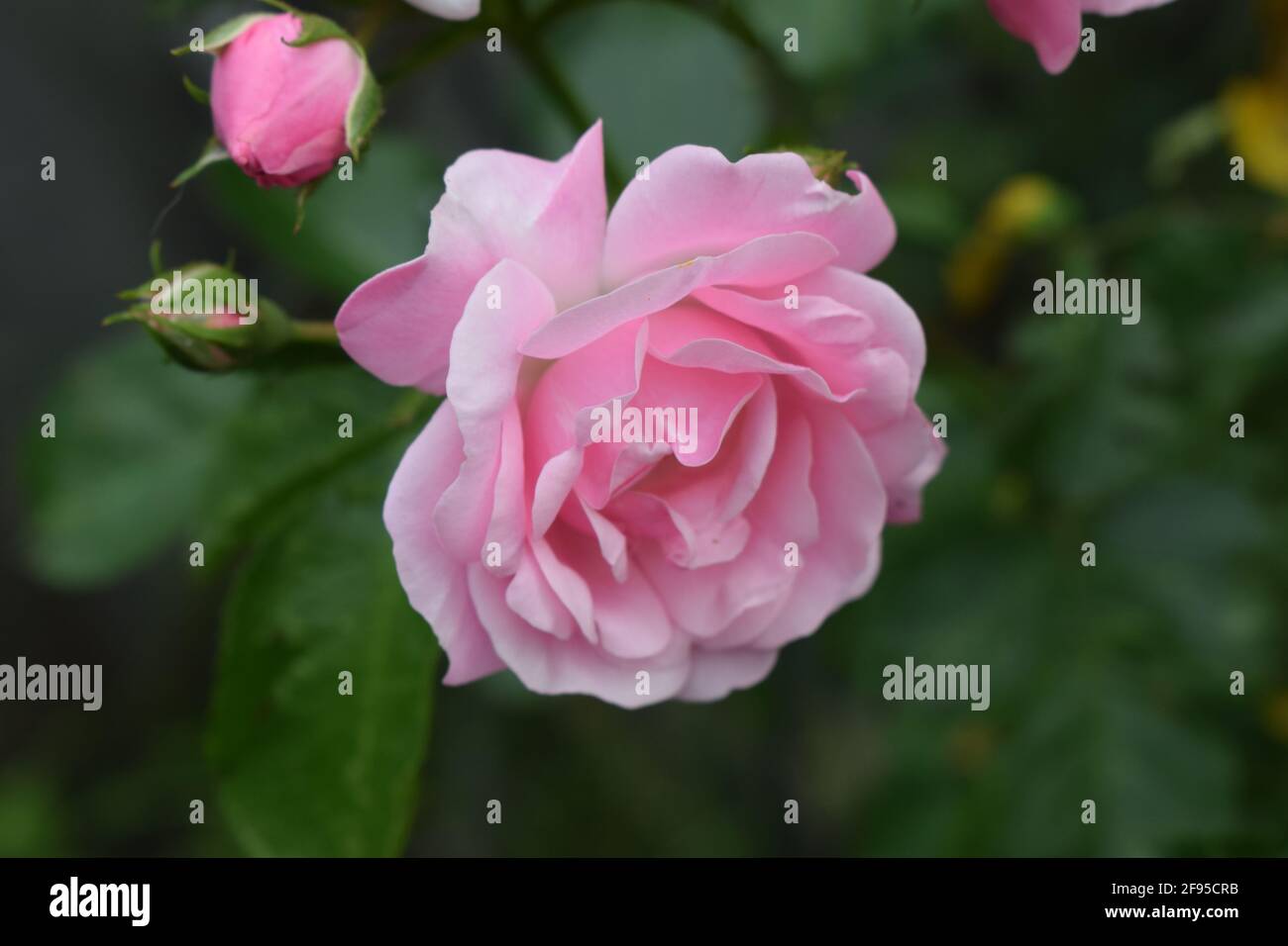 Pink rose flowers on the rose bush in the garden in spring Stock Photo ...