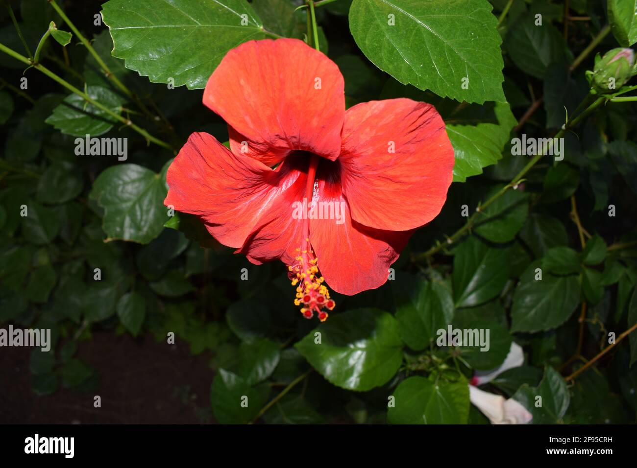 The hibiscus, Turkey. Bright vivid red hibiscus flower growing outdoors ...