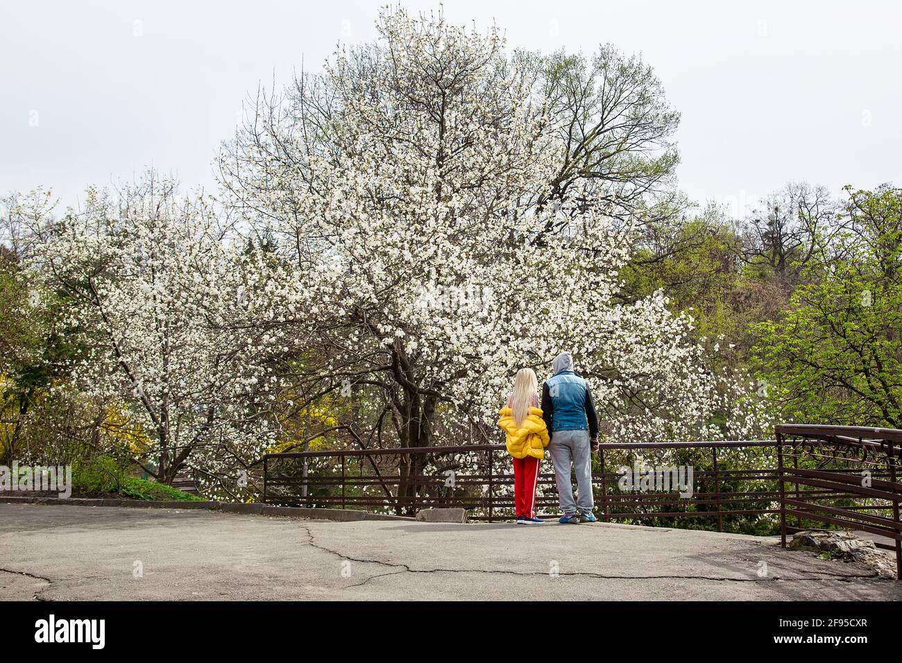 Couple in love in the park, blossoming trees Stock Photo - Alamy
