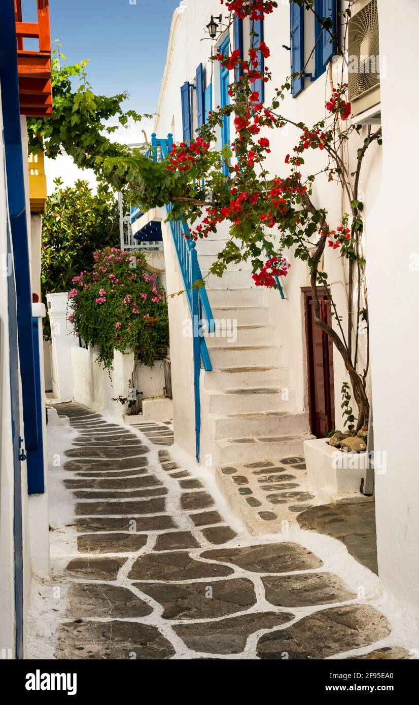 Mykonos stone paved narrow maize of Cycladic architecture and colorful ...