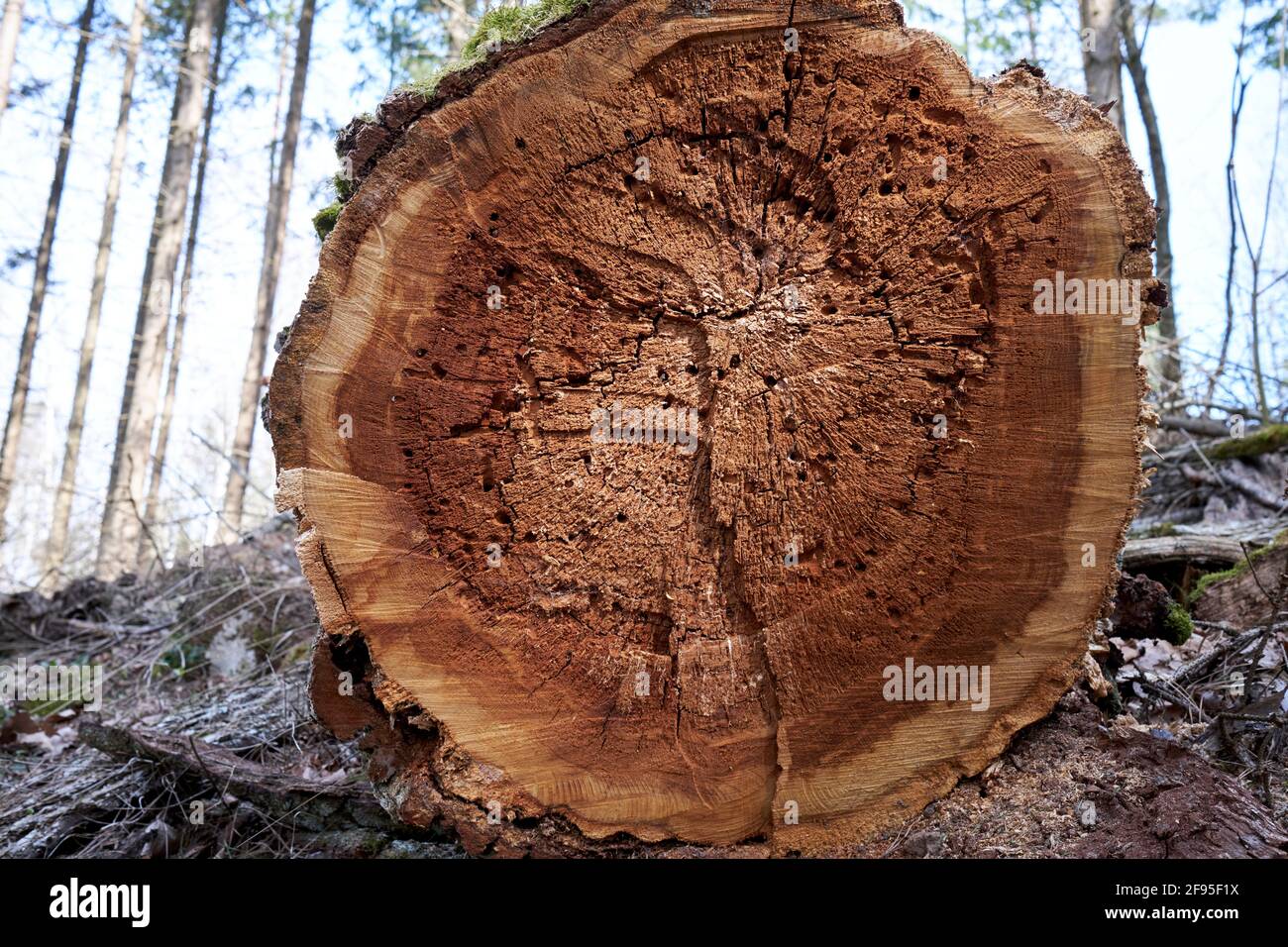 Cut Tree Stump Cross Section Stock Photo - Alamy