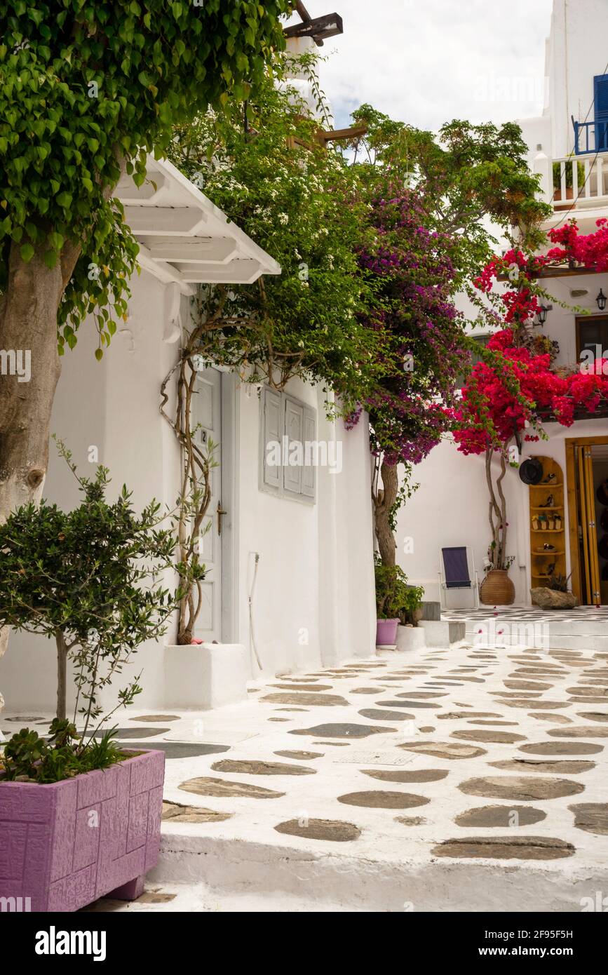 Mykonos stone walkways and Cycladic architecture draped in Bougainville ...