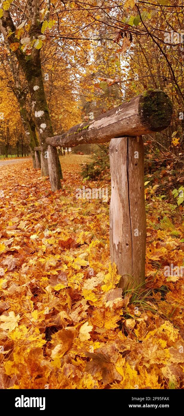 the magnificent colors of autumn Stock Photo - Alamy