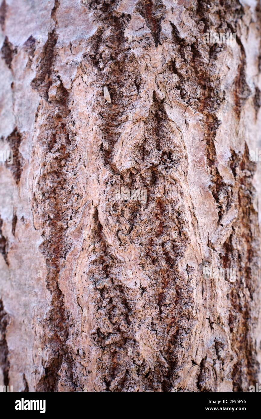 Backgrounds aspen tree hi-res stock photography and images - Alamy