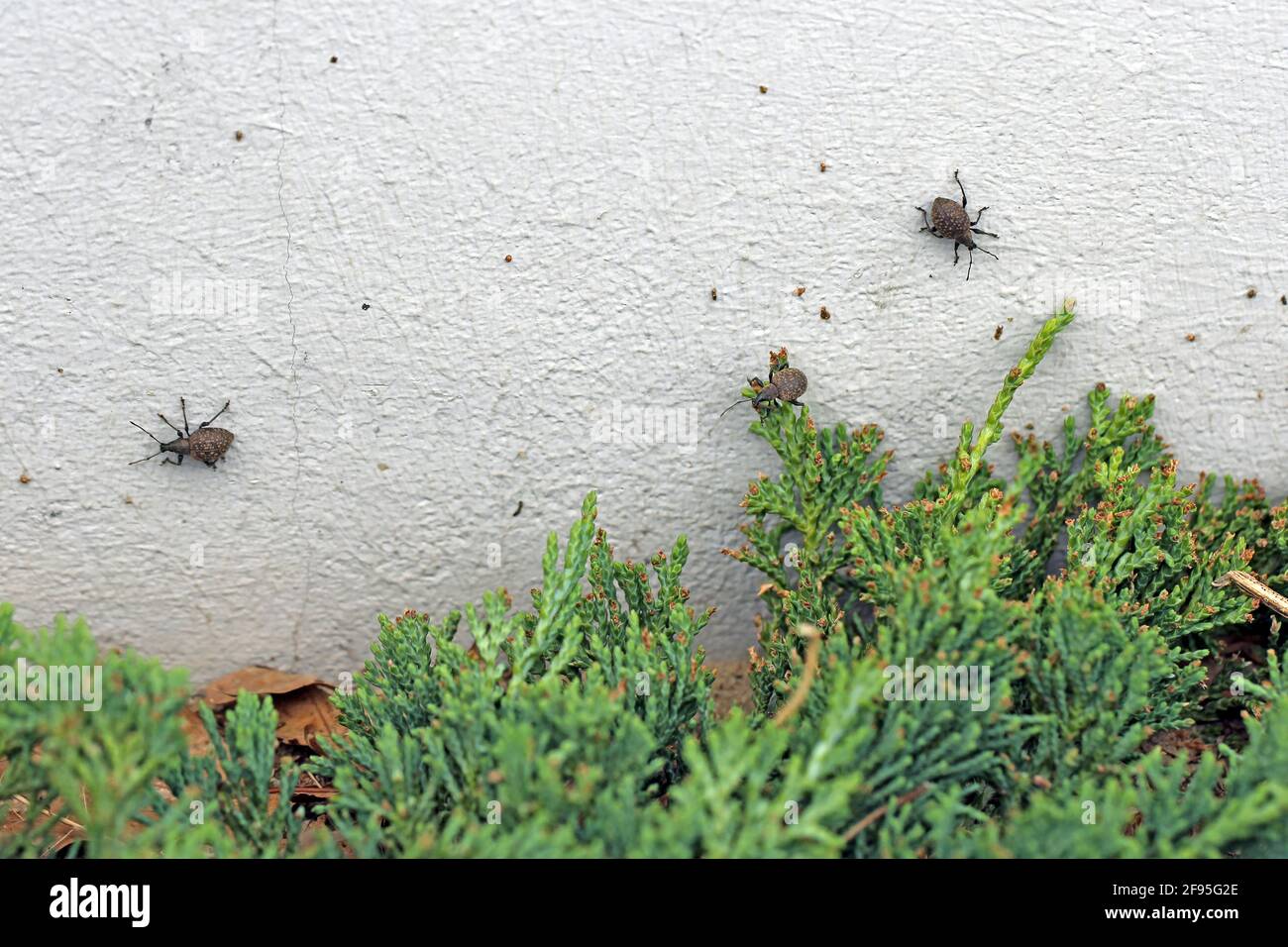 Vine weevil damage on leaf hi-res stock photography and images - Alamy