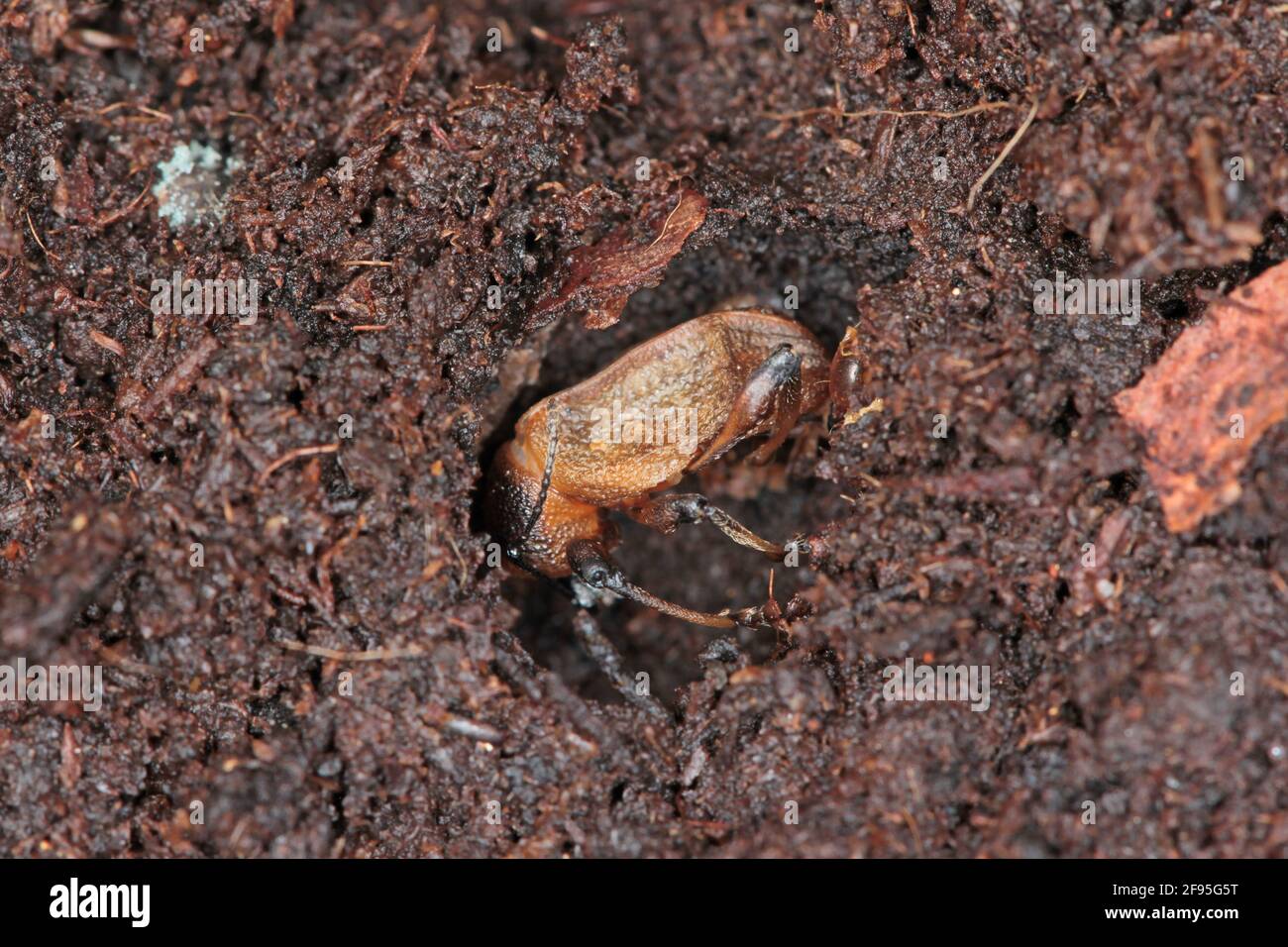 Vine Weevil Pupae High Resolution Stock Photography and Images - Alamy